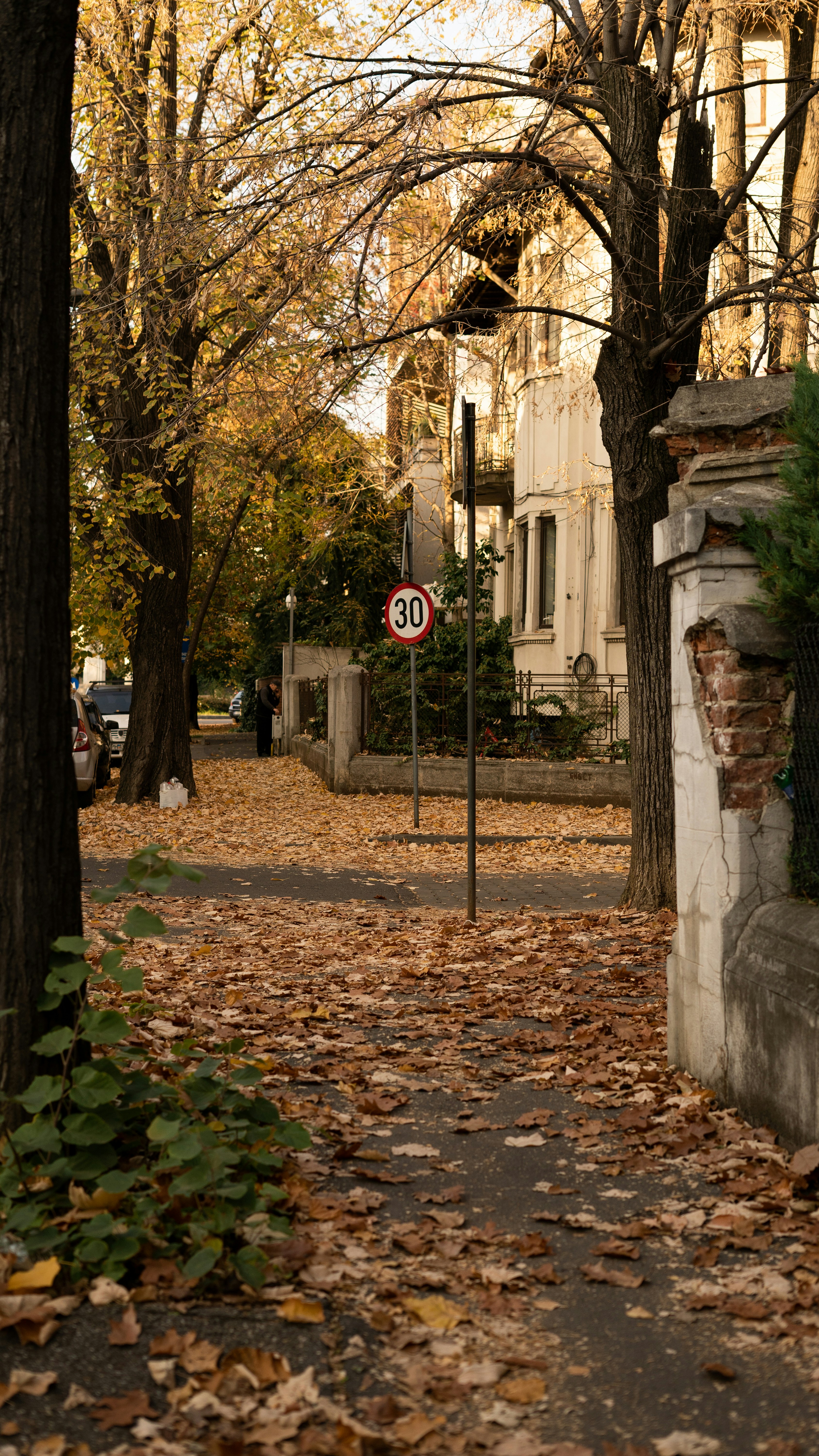 Leaf-Littered Avenue: A Quiet Autumn Street Framed by Trees and a Central 30 Sign