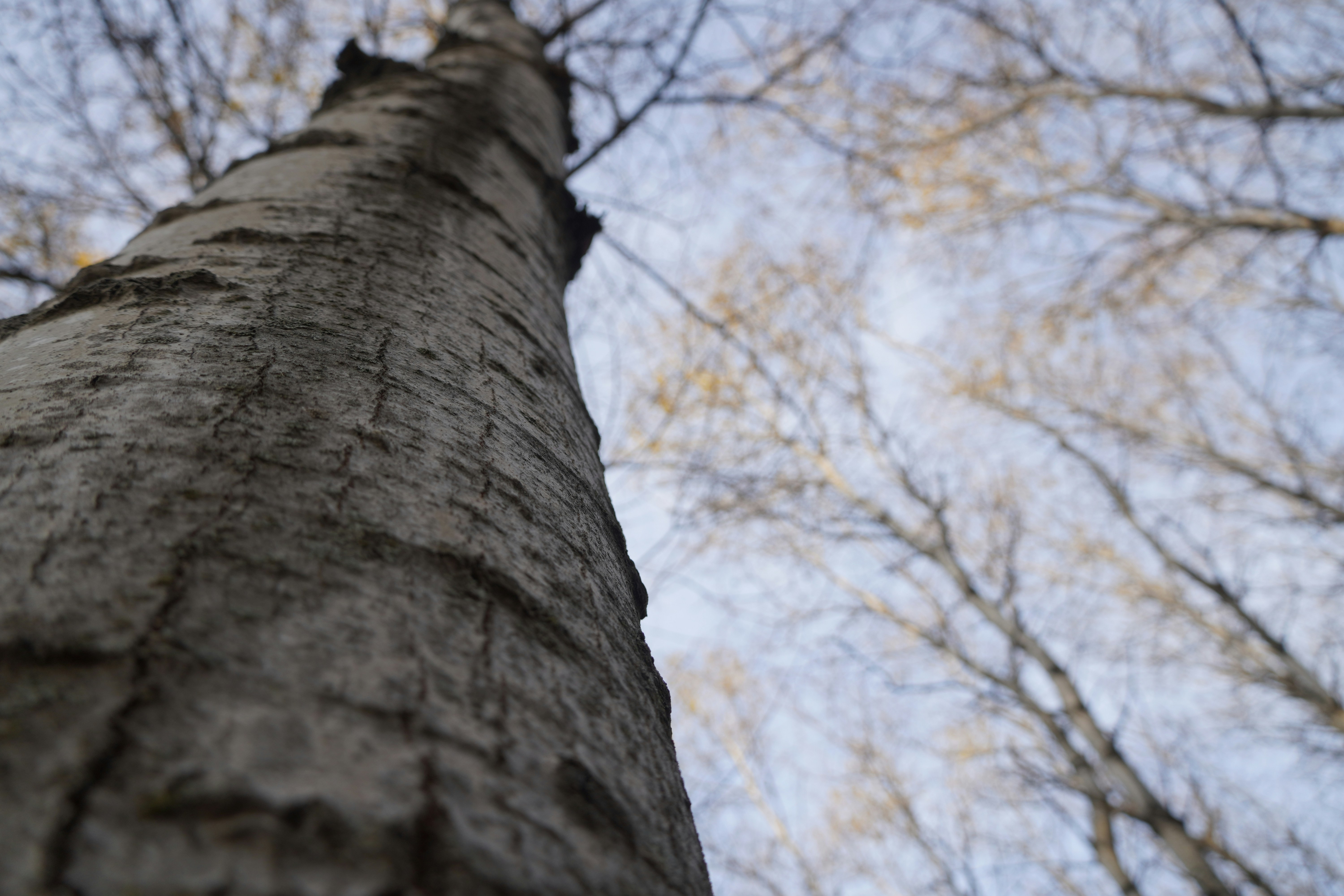 Close-up of a tree trunk reaching towards the sky, surrounded by delicate branches against a soft blue backdrop.