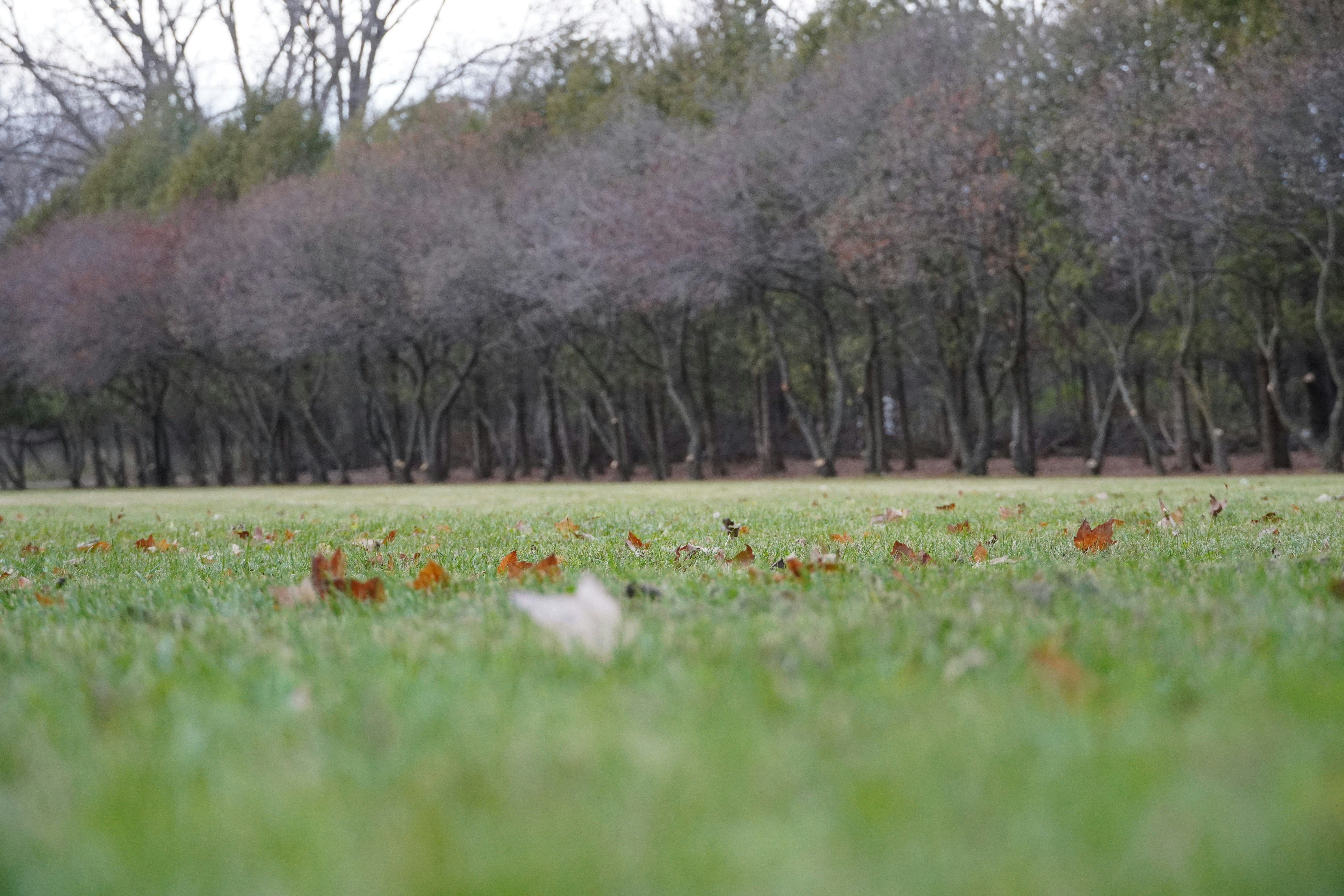 a grassy field with trees in the background