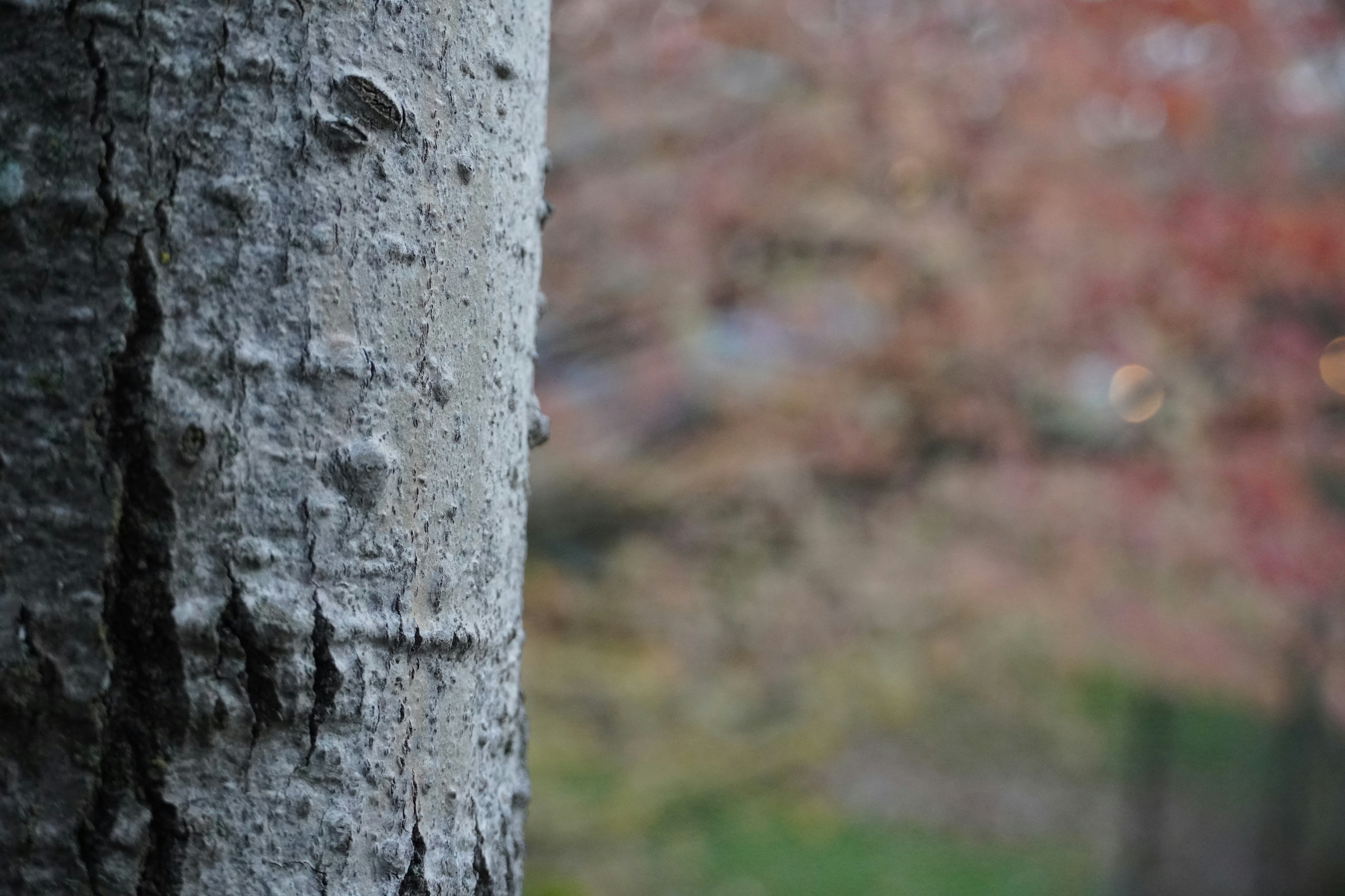 Close-up Birch: Weathered Bark in a Quiet Autumn Backdrop
