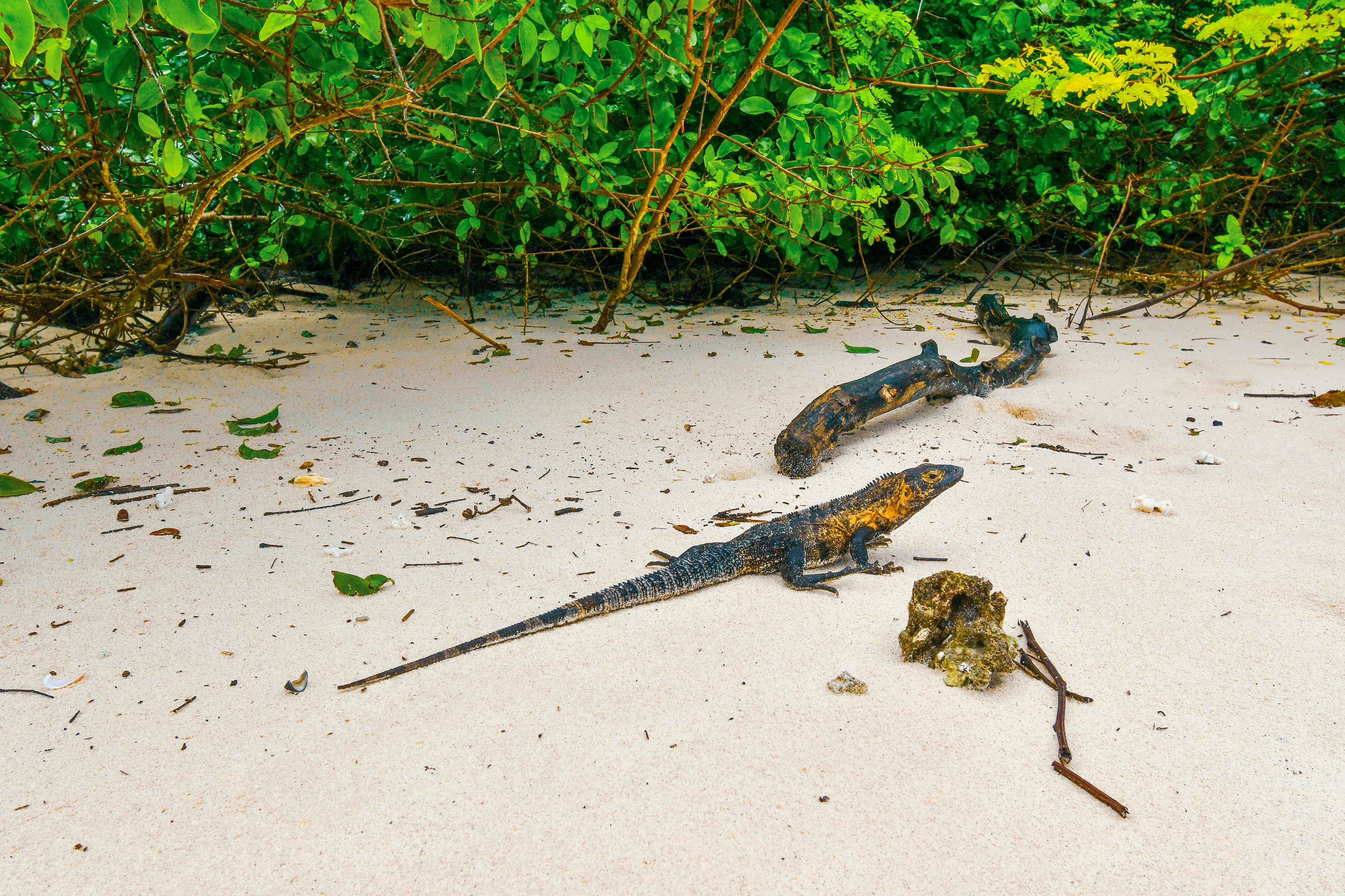 A couple of lizards laying on top of a sandy beach photo – Free Panamá ...