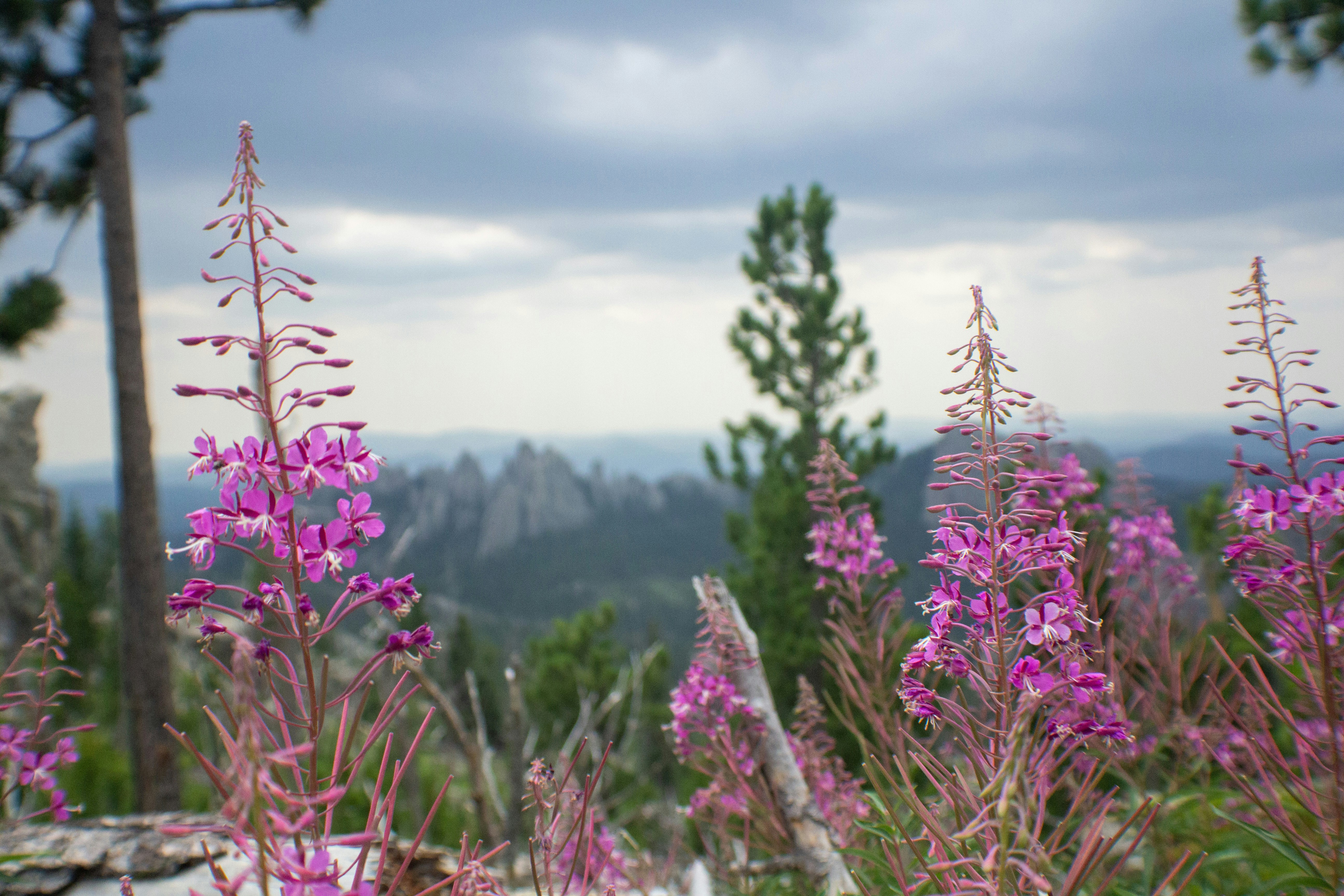 Alpine Pink: Wildflowers Framing a Misty Mountain Horizon