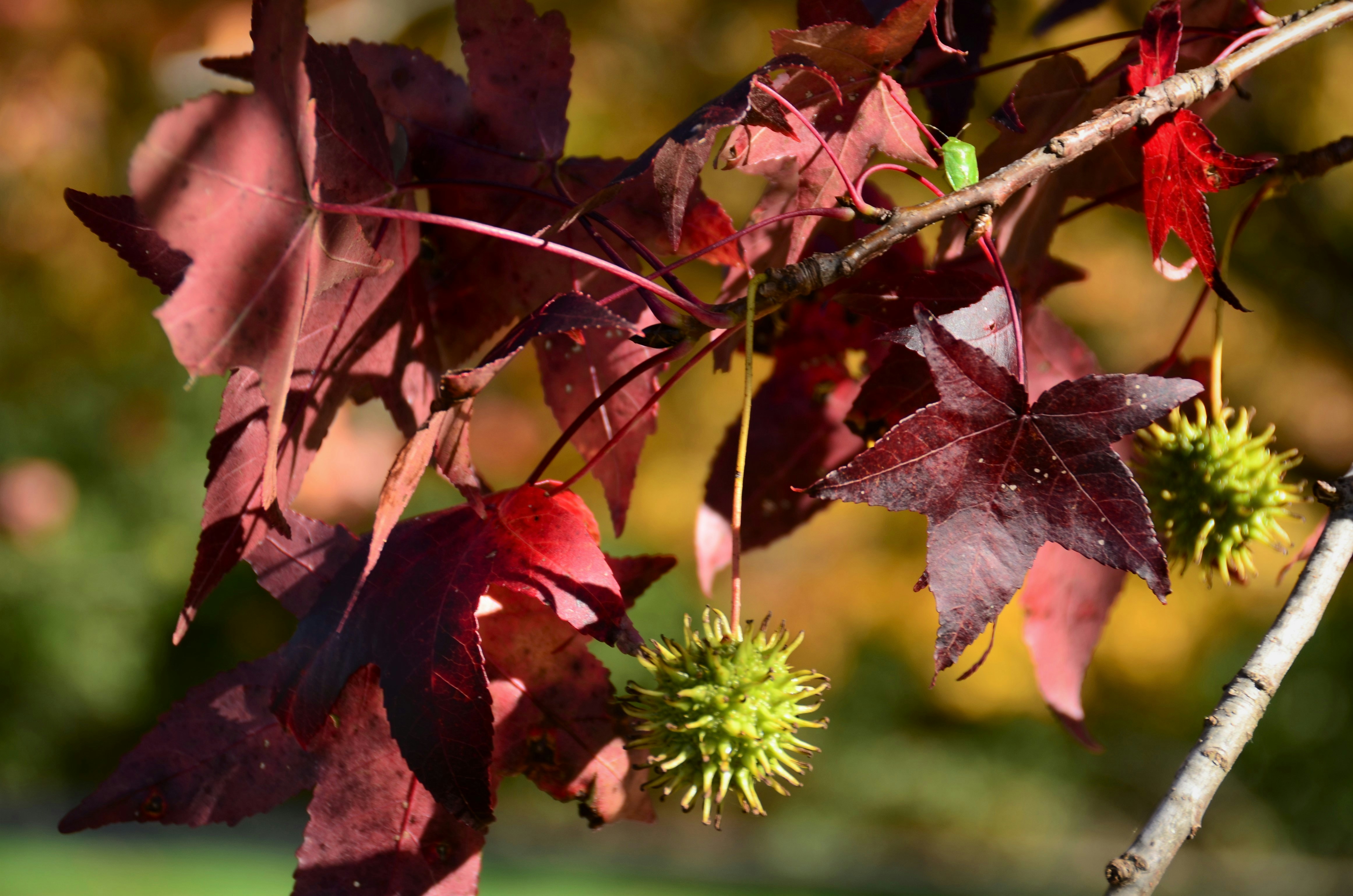 Crimson Leaves and Morning Bursts