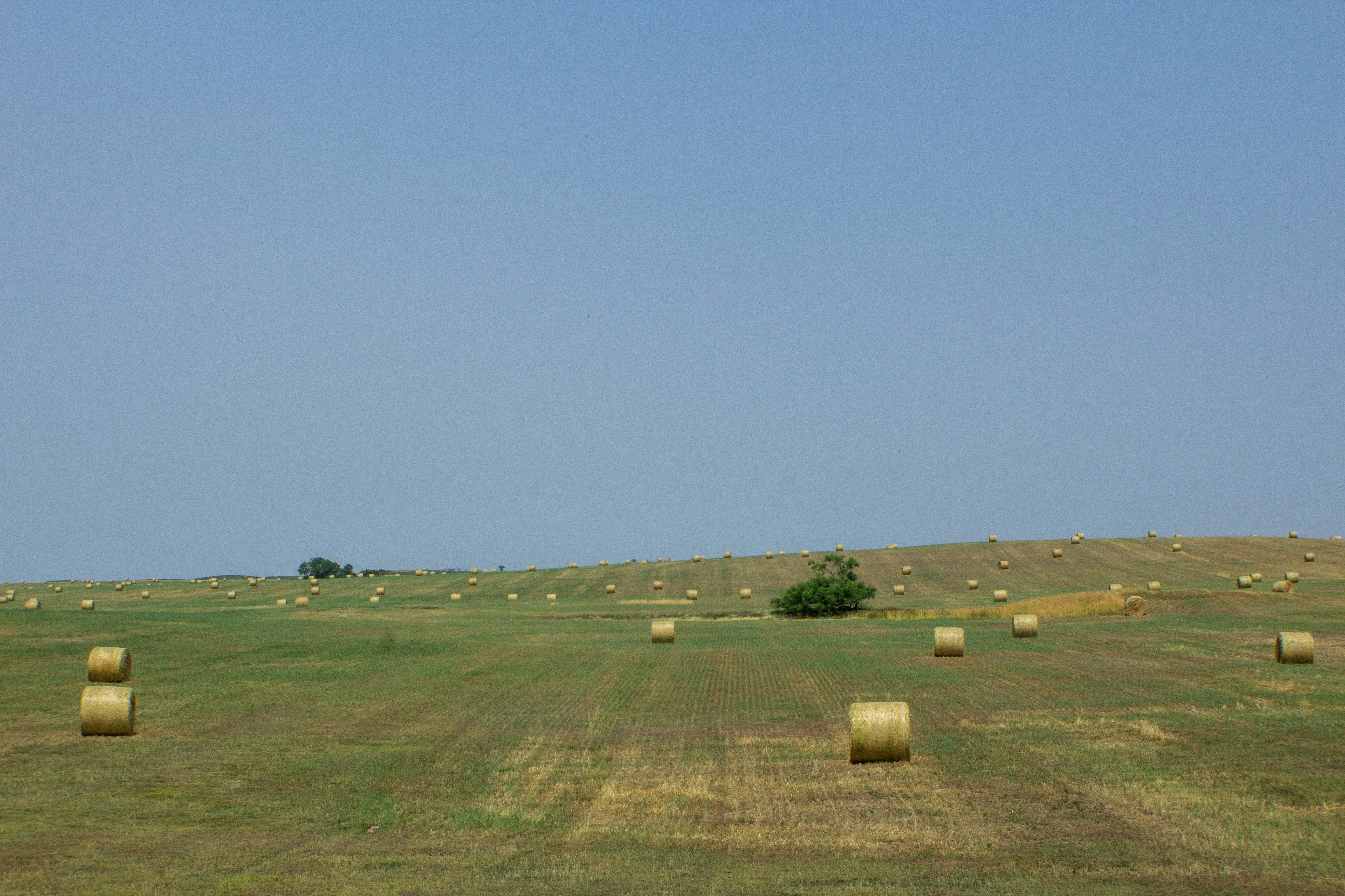 Hay Bales Scattered in Field