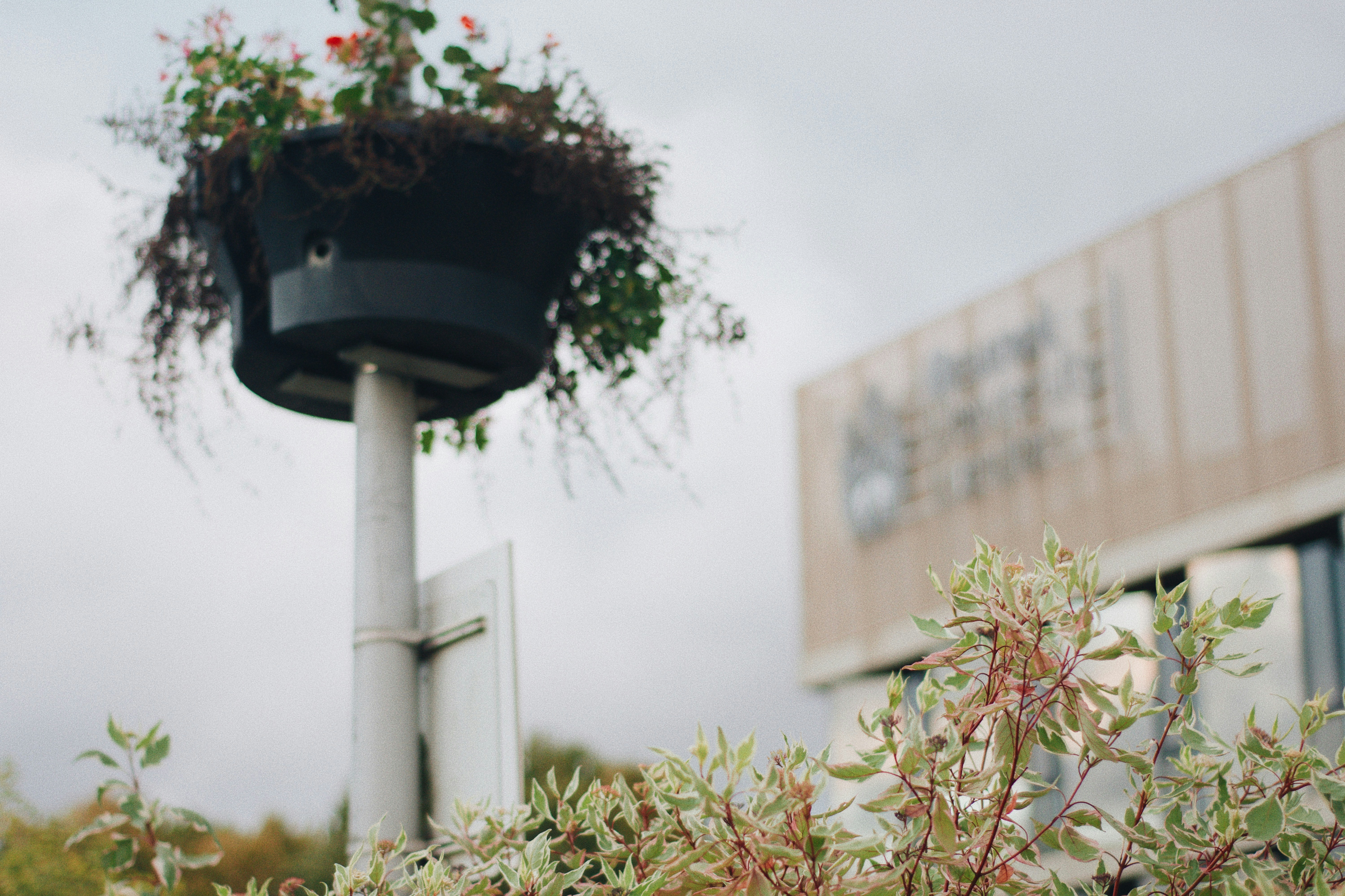 Urban planter on a weathered post framing a distant building