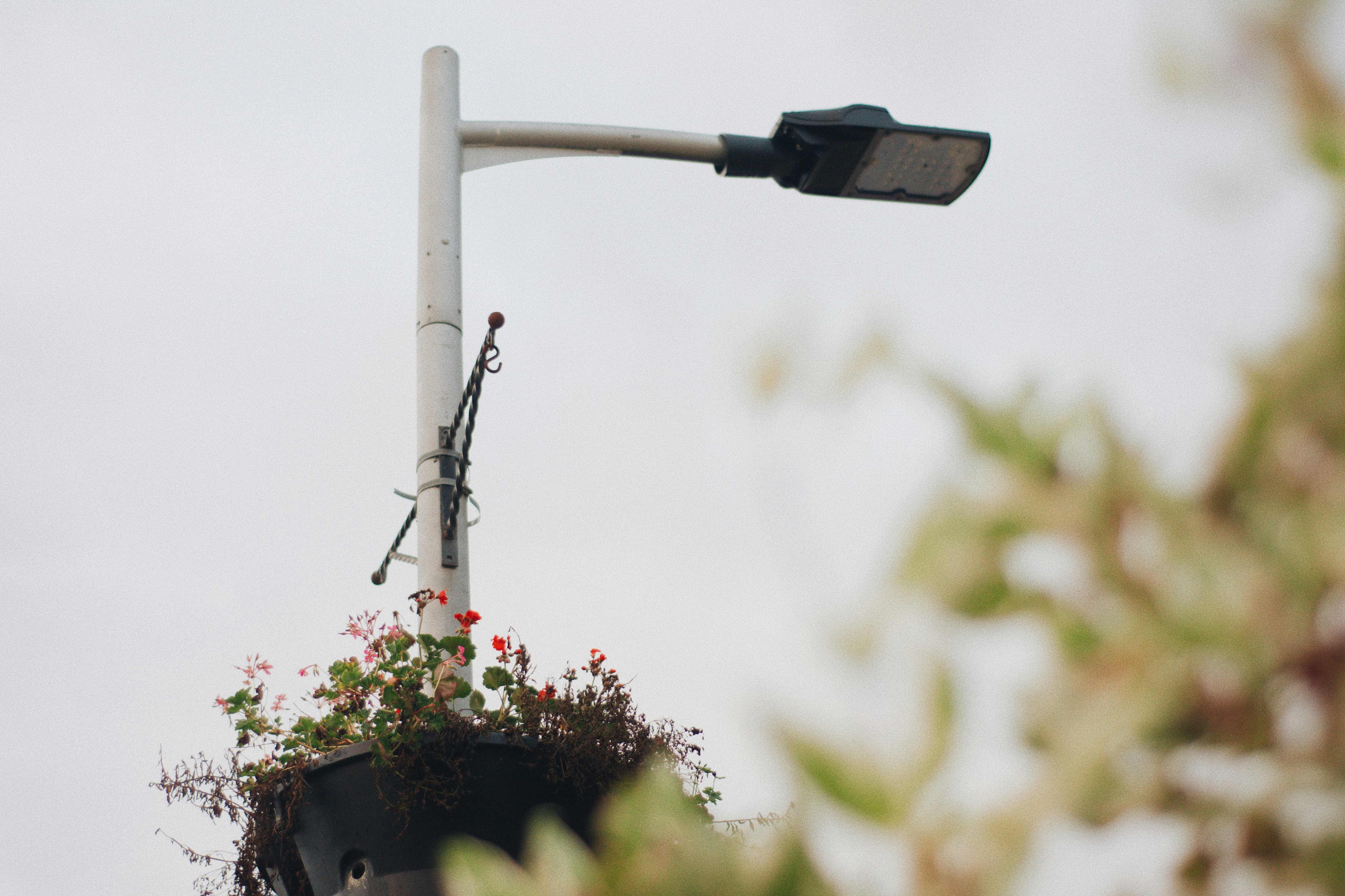 Overhead Lantern in Bloom: A Quiet Urban Niche