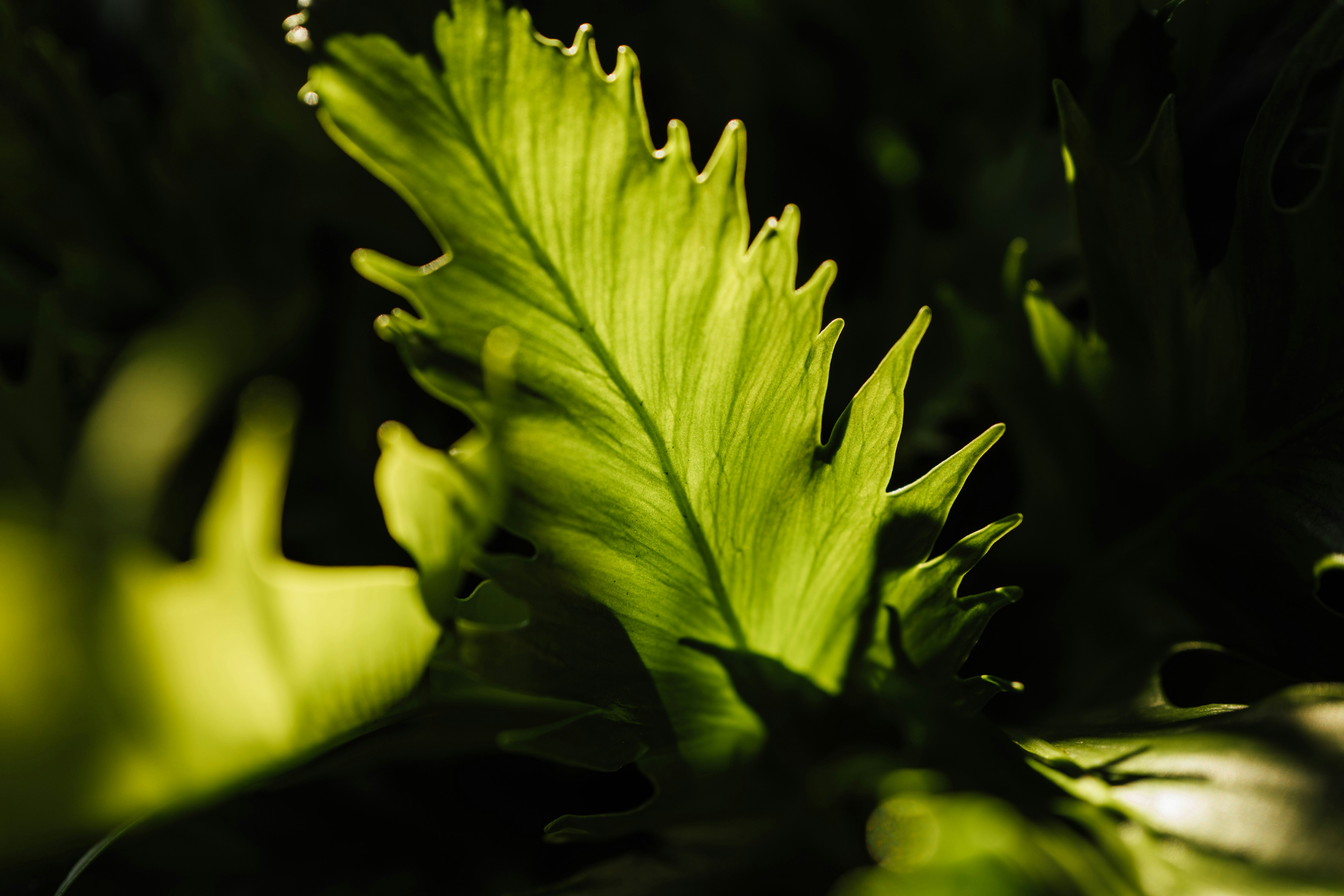 Photo by CHUTTERSNAP with Leica Q