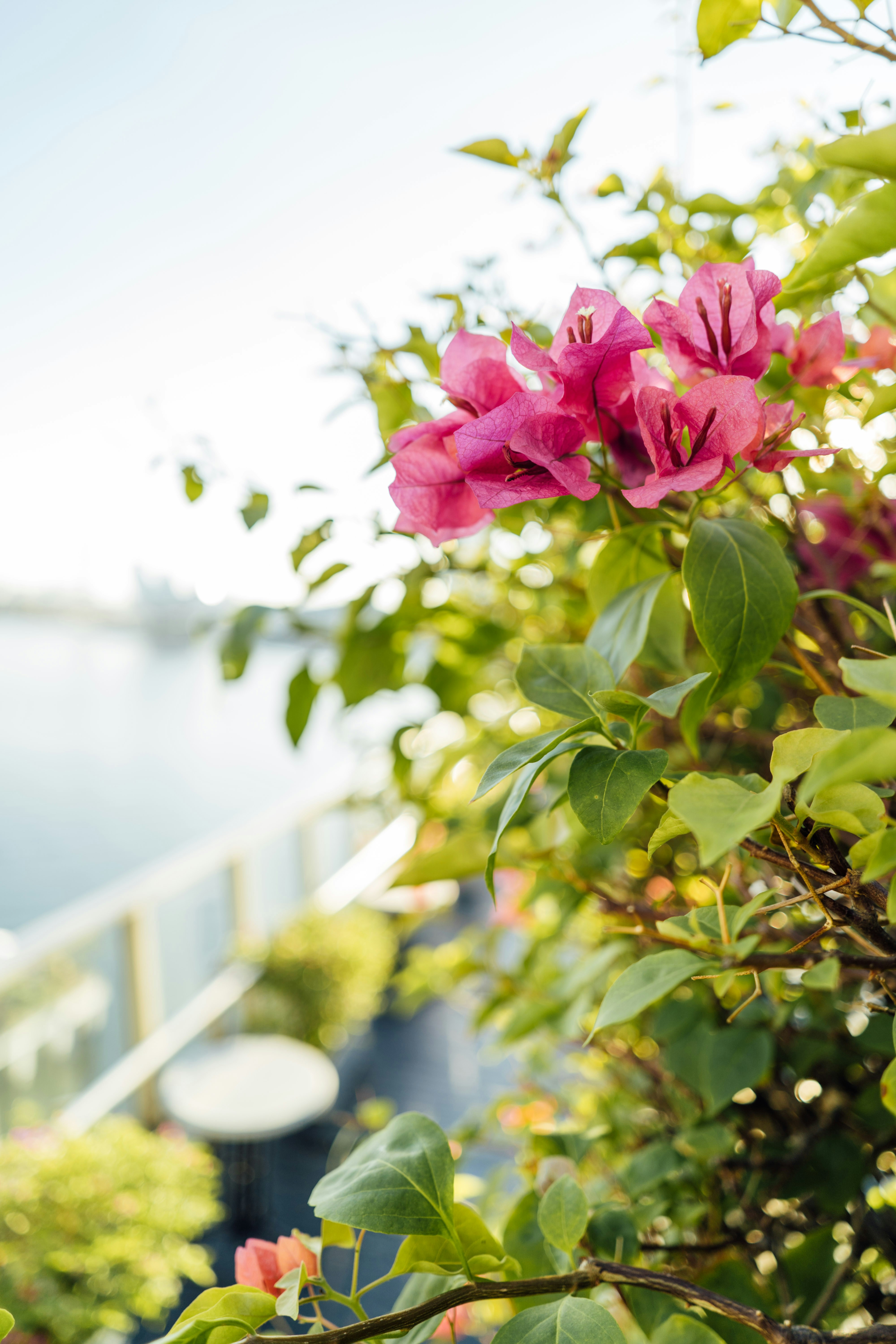Vibrant bougainvillea flowers in pink bloom, framing a tranquil waterfront scene. The lush greenery enhances the peaceful ambiance.