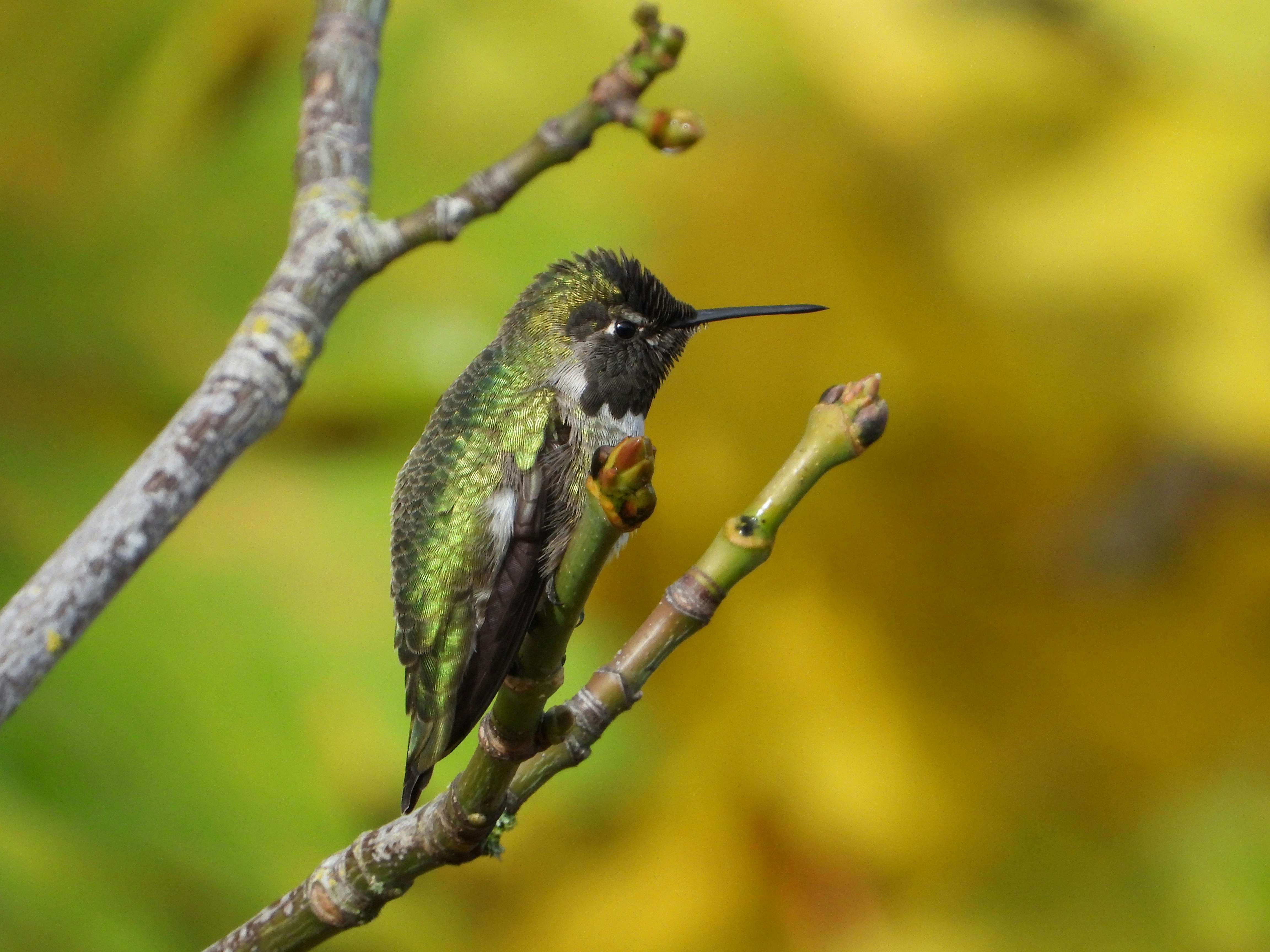 A hummingbird perches on a tree branch photo – Free Hummingbird Image ...