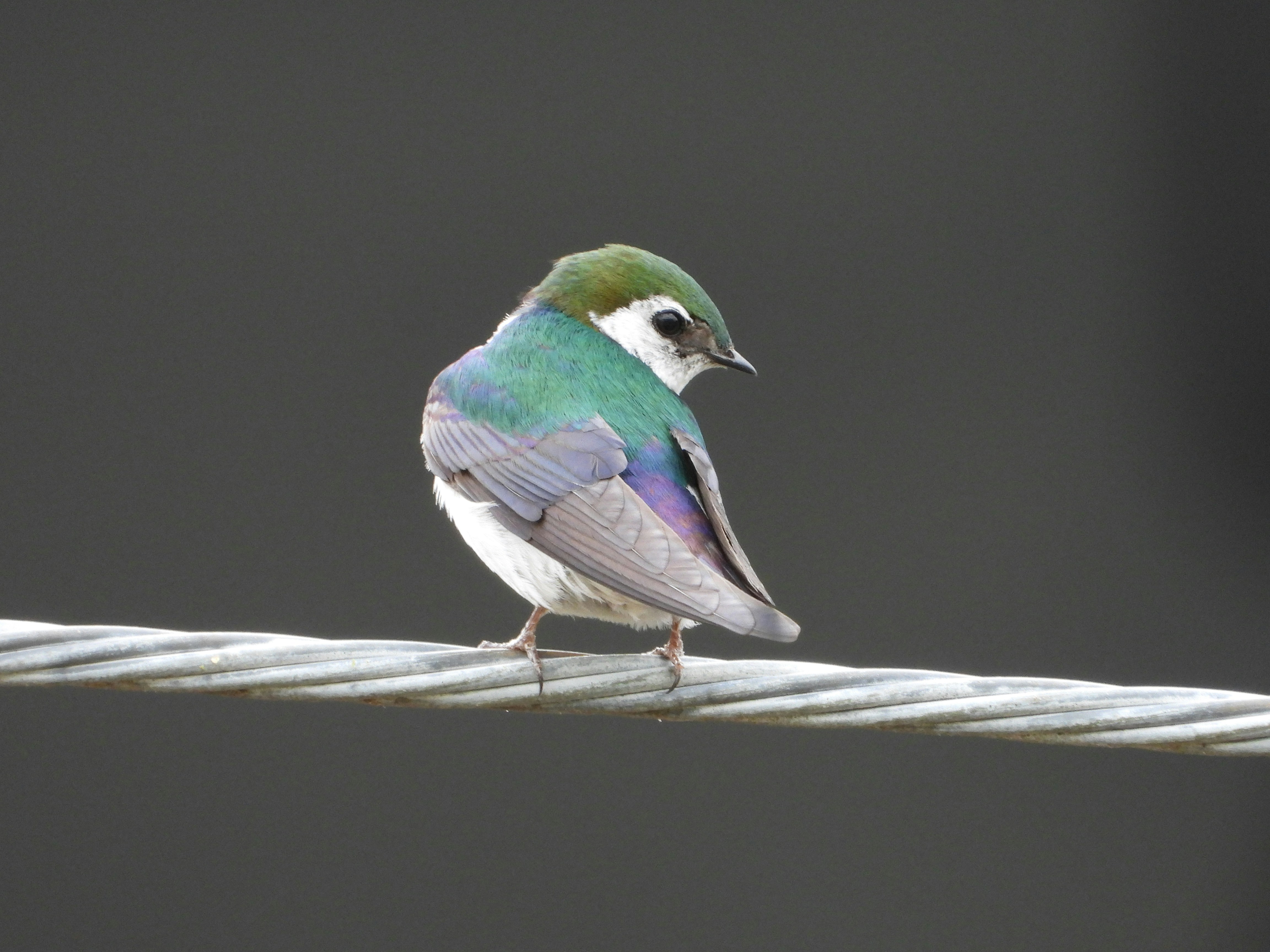 Perched on a Cable: Emerald-Tinted Warbler in Quiet Spotlight