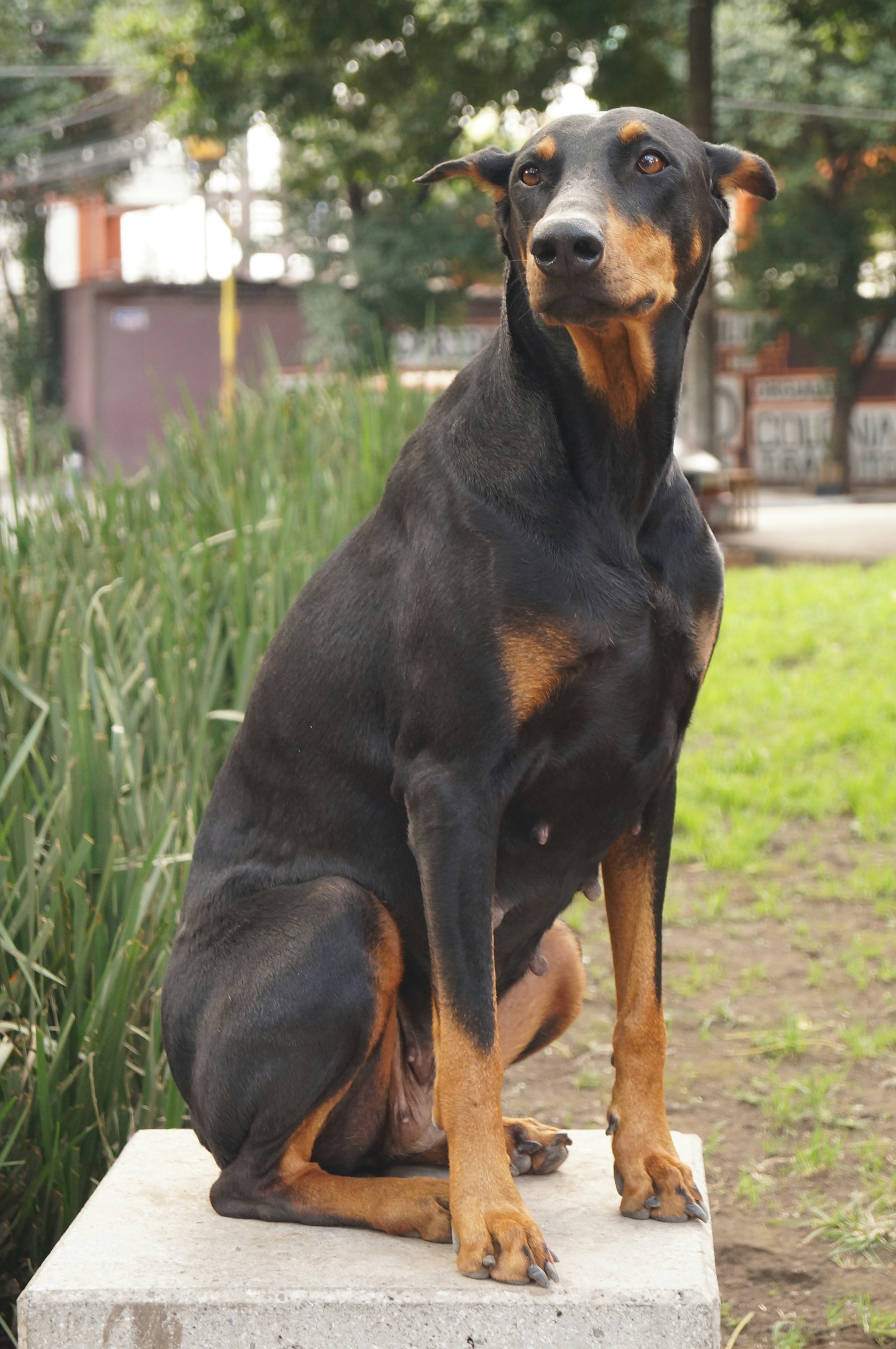 Watchful Doberman on a Concrete Pedestal in a Quiet Park