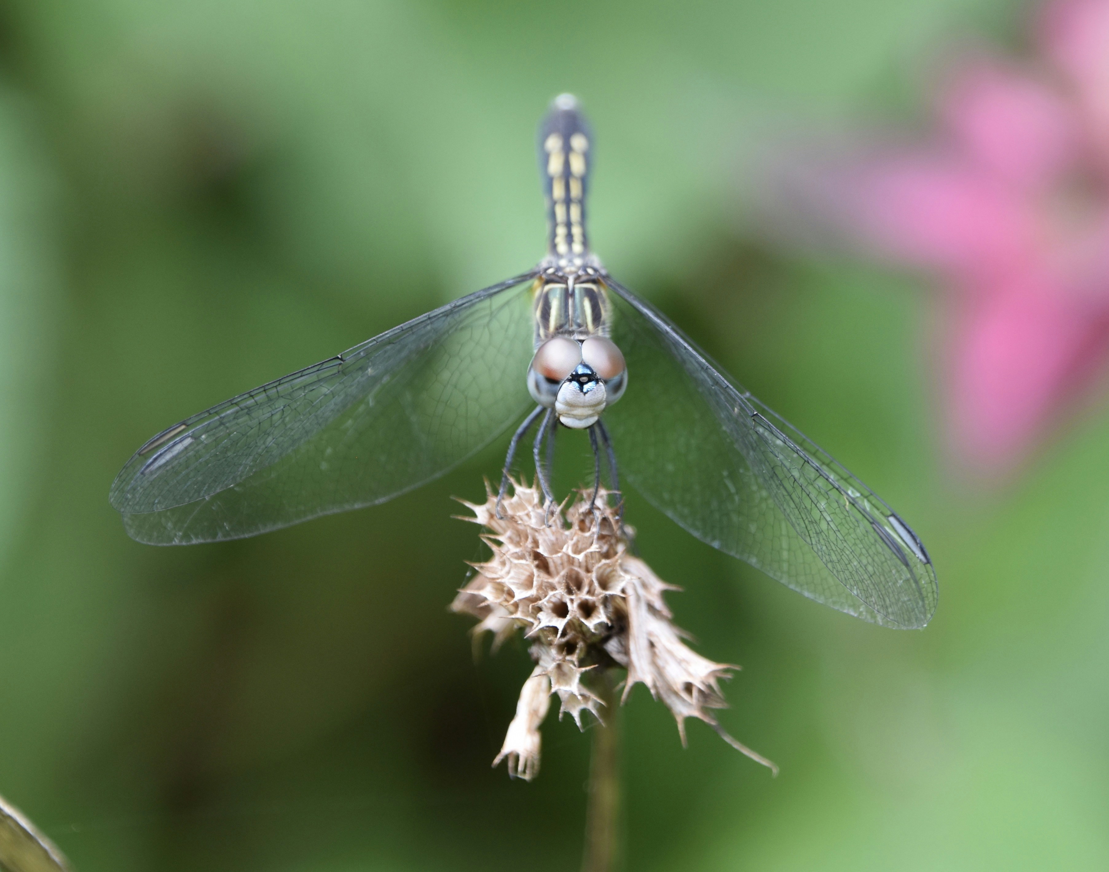 Emerald-winged Dragonfly Framing a Spiky Seed Head