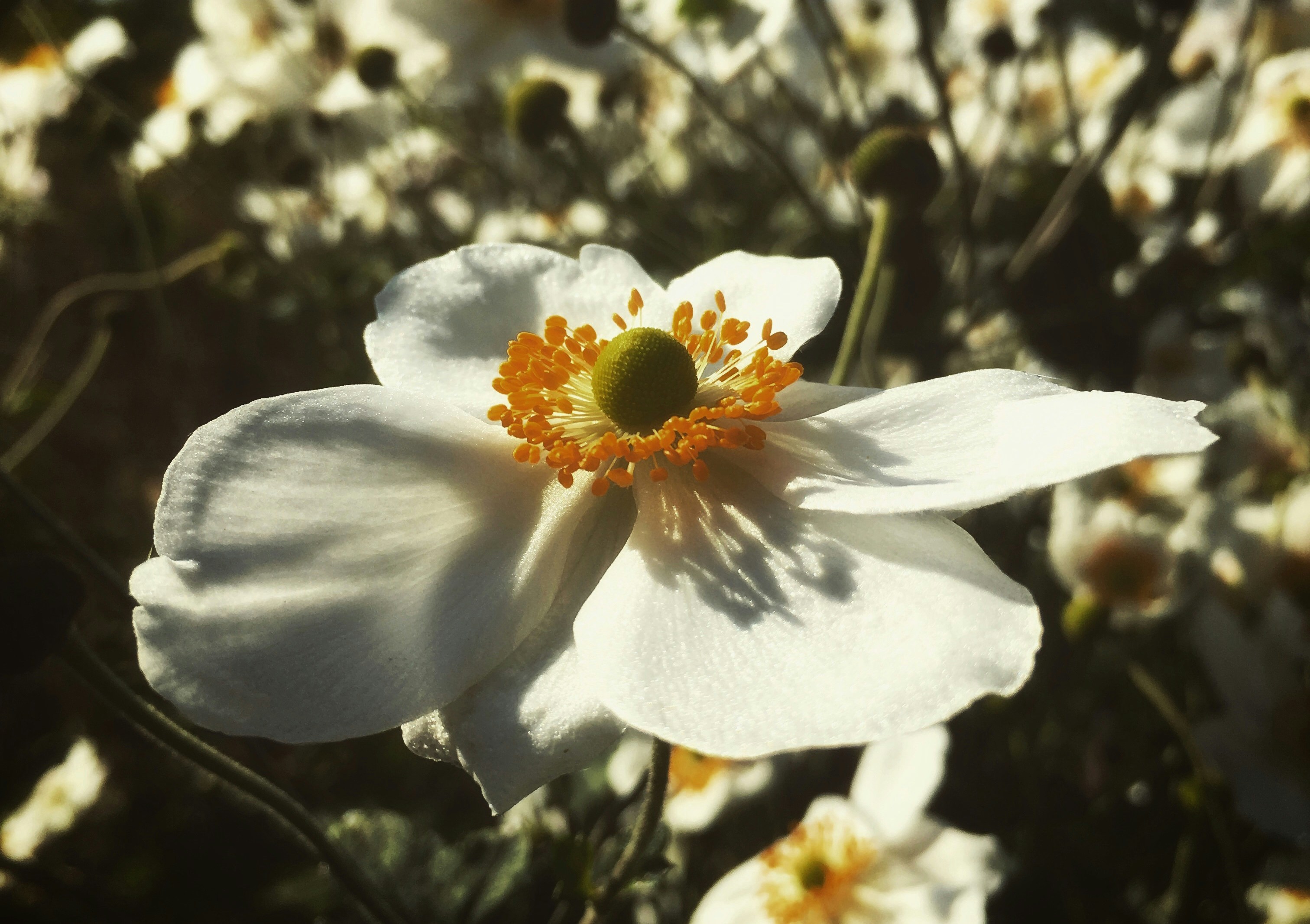 Sunlit White Bloom: Golden Heart in Soft Backlight
