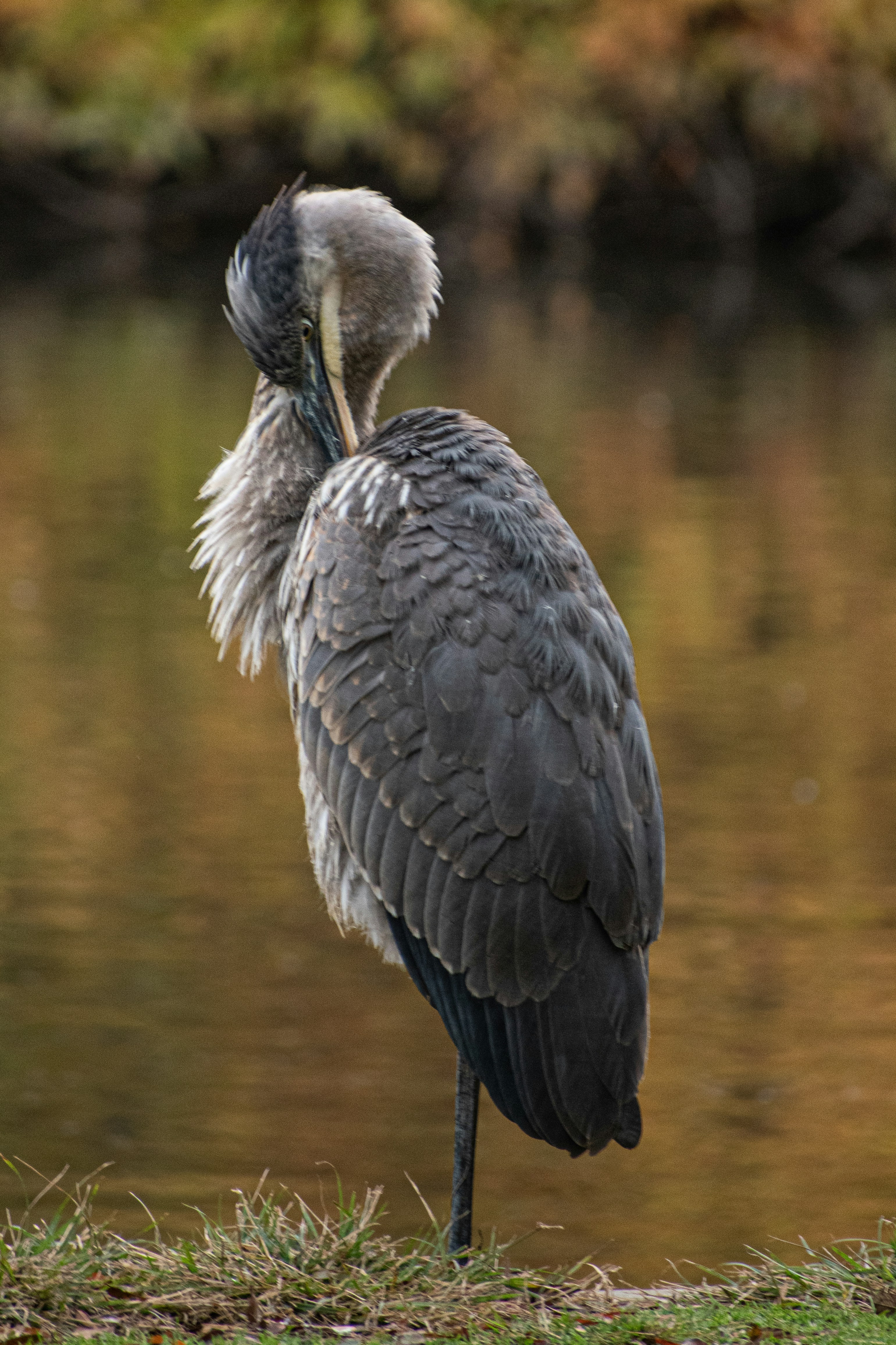 Great blue heron preening its feathers beside a tranquil water surface, embodying the essence of calm in nature.