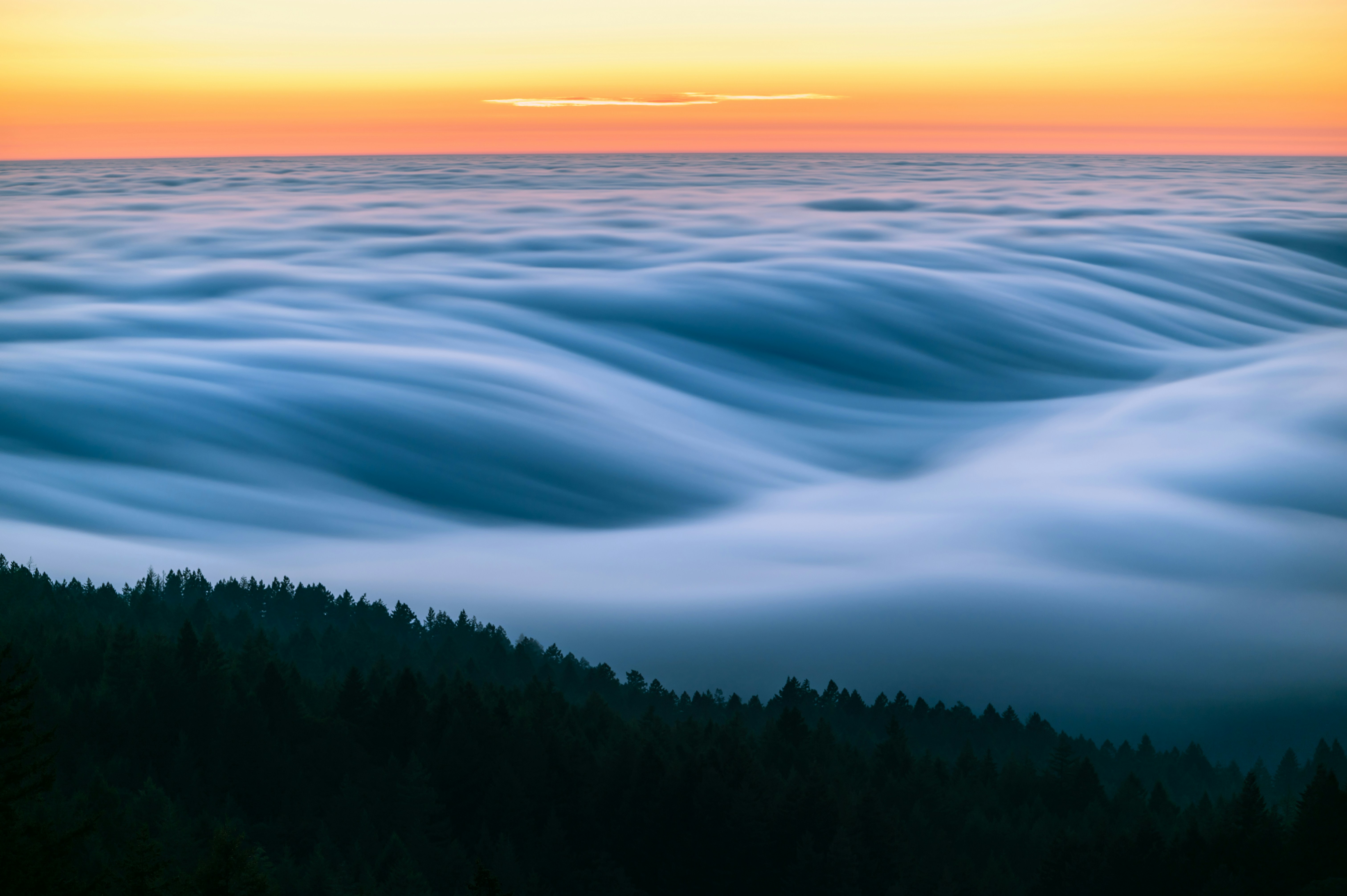 Dawn Veil Over the Forest: A Sea of Clouds on the Horizon
