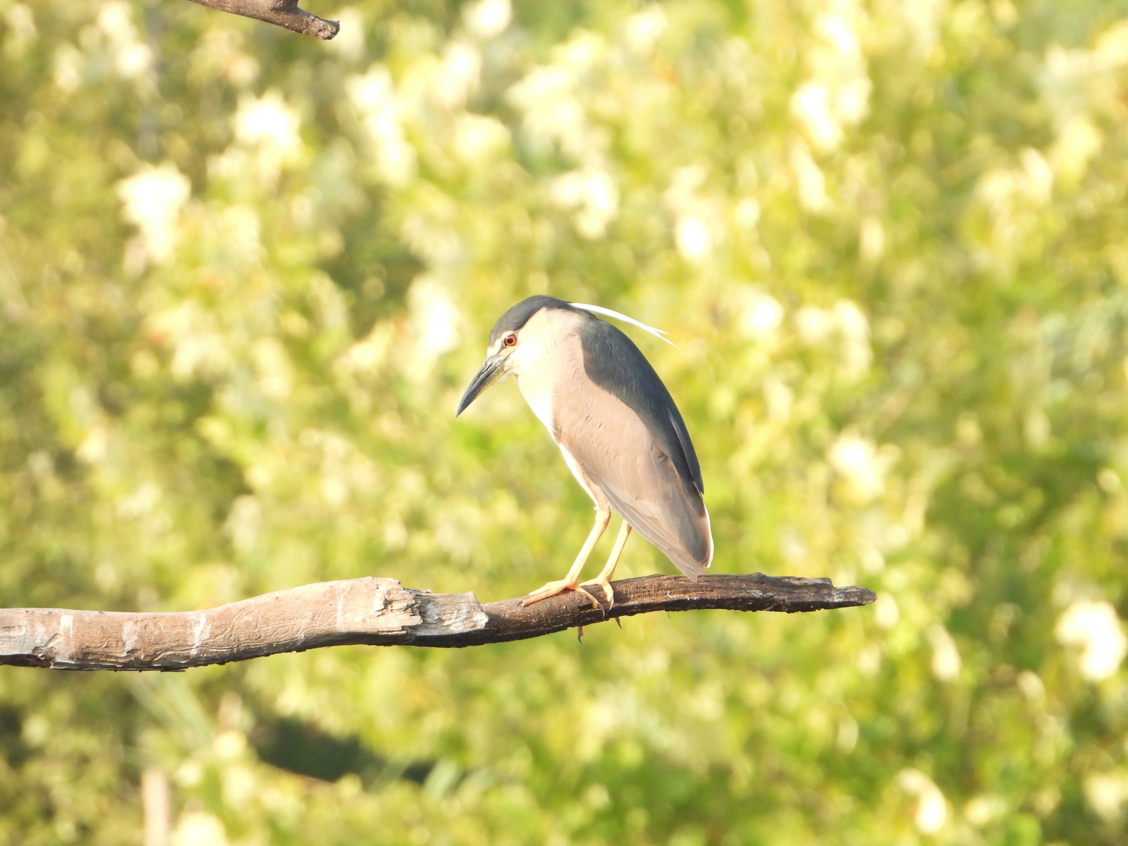 Heron perched on a branch against a lush, sun-dappled background.