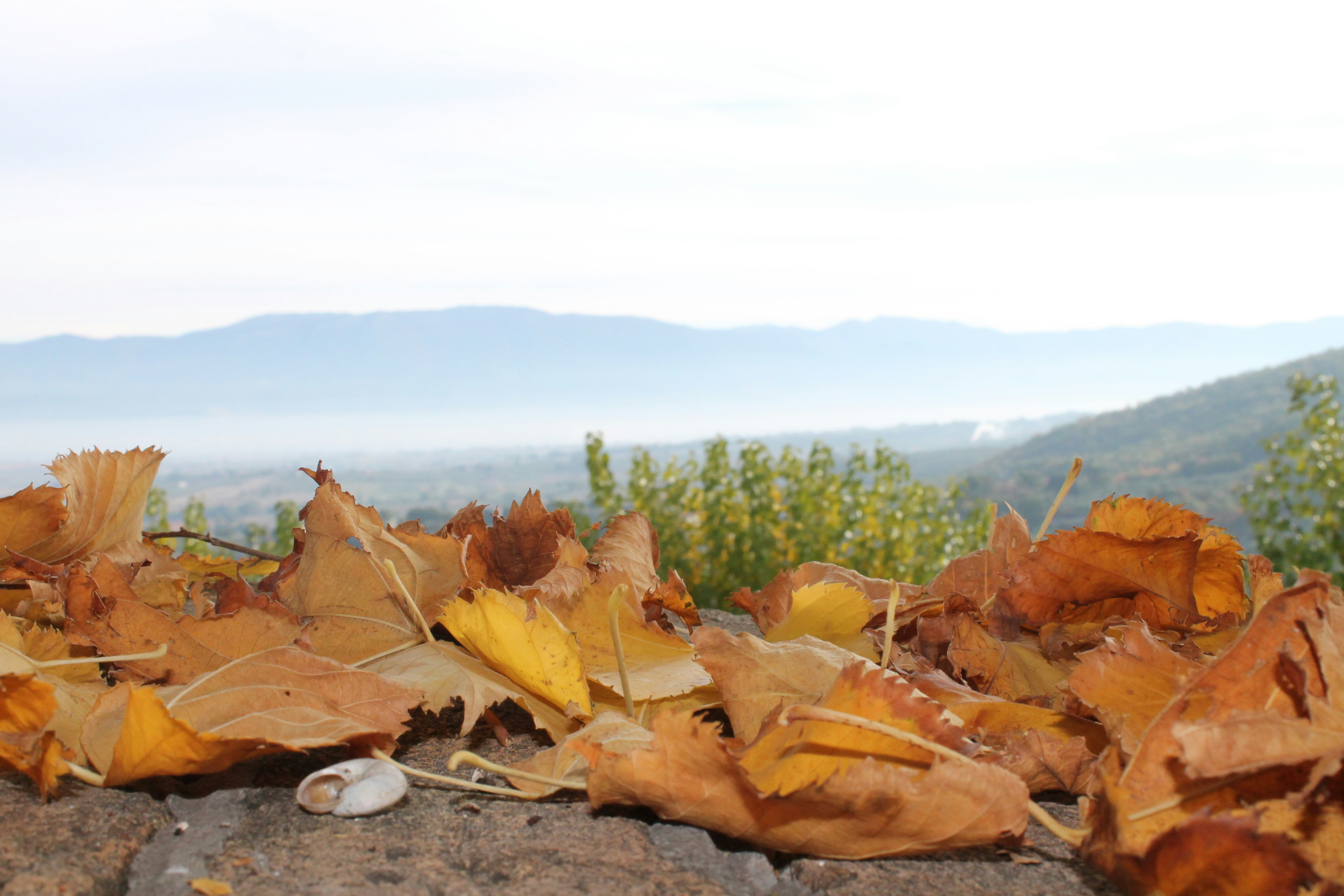 Amber-Leaf Ledge Framing a Quiet Mountain Horizon