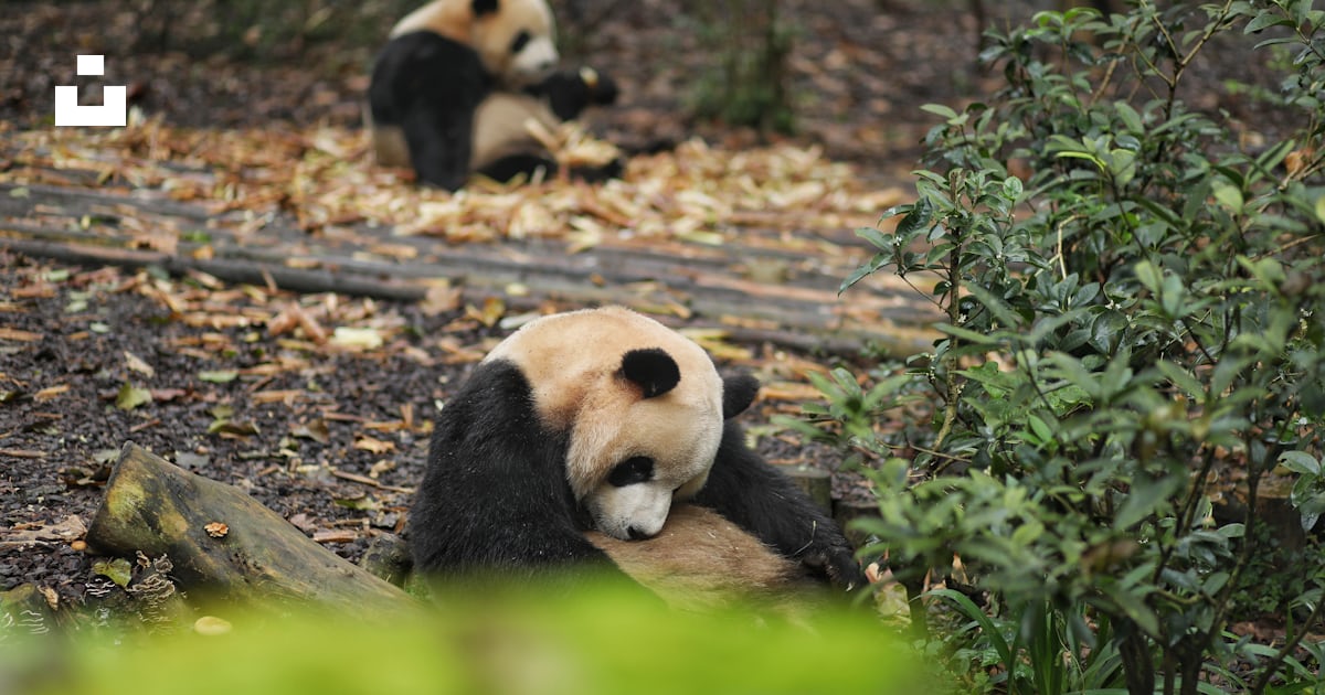 Un couple de pandas assis sur le sol d’une forêt photo – Photo Panda ... Un couple de pandas assis sur le sol d’une forêt photo – Photo Panda ...