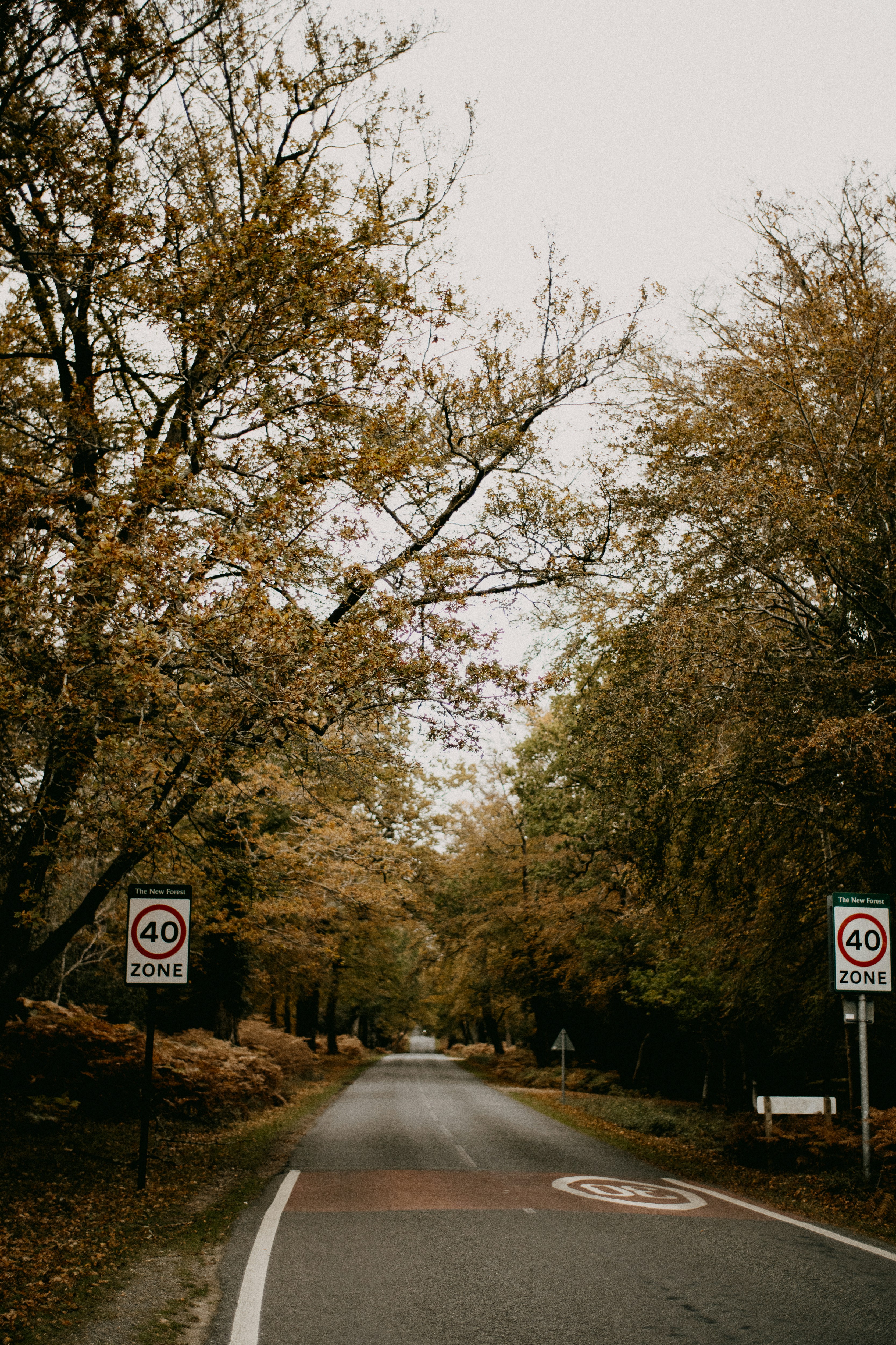 Tree-lined road adorned with autumn foliage and speed limit signs, inviting a tranquil drive through nature's seasonal transformation.