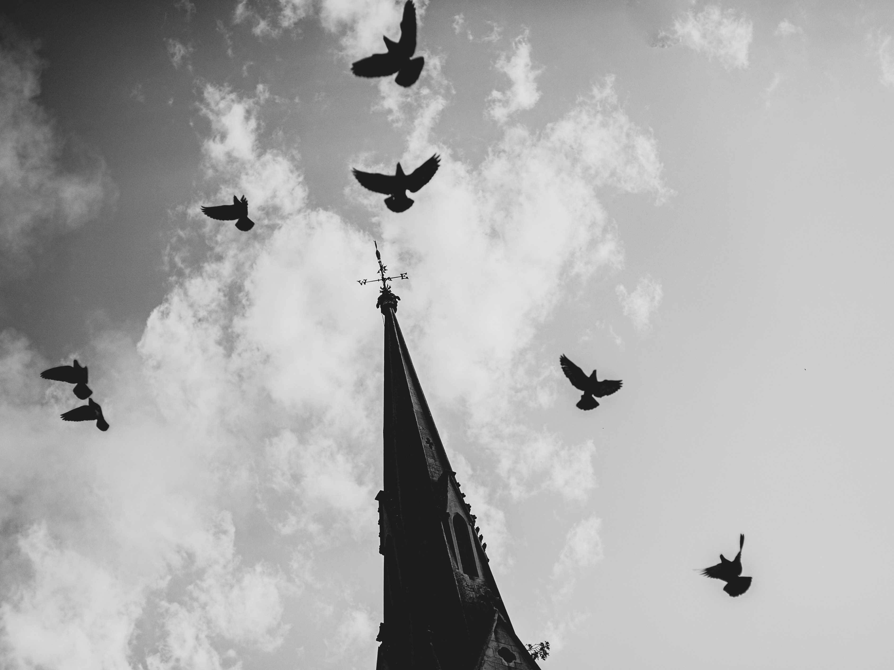 A flock of birds flying over a tall building photo – Free Church Image ...