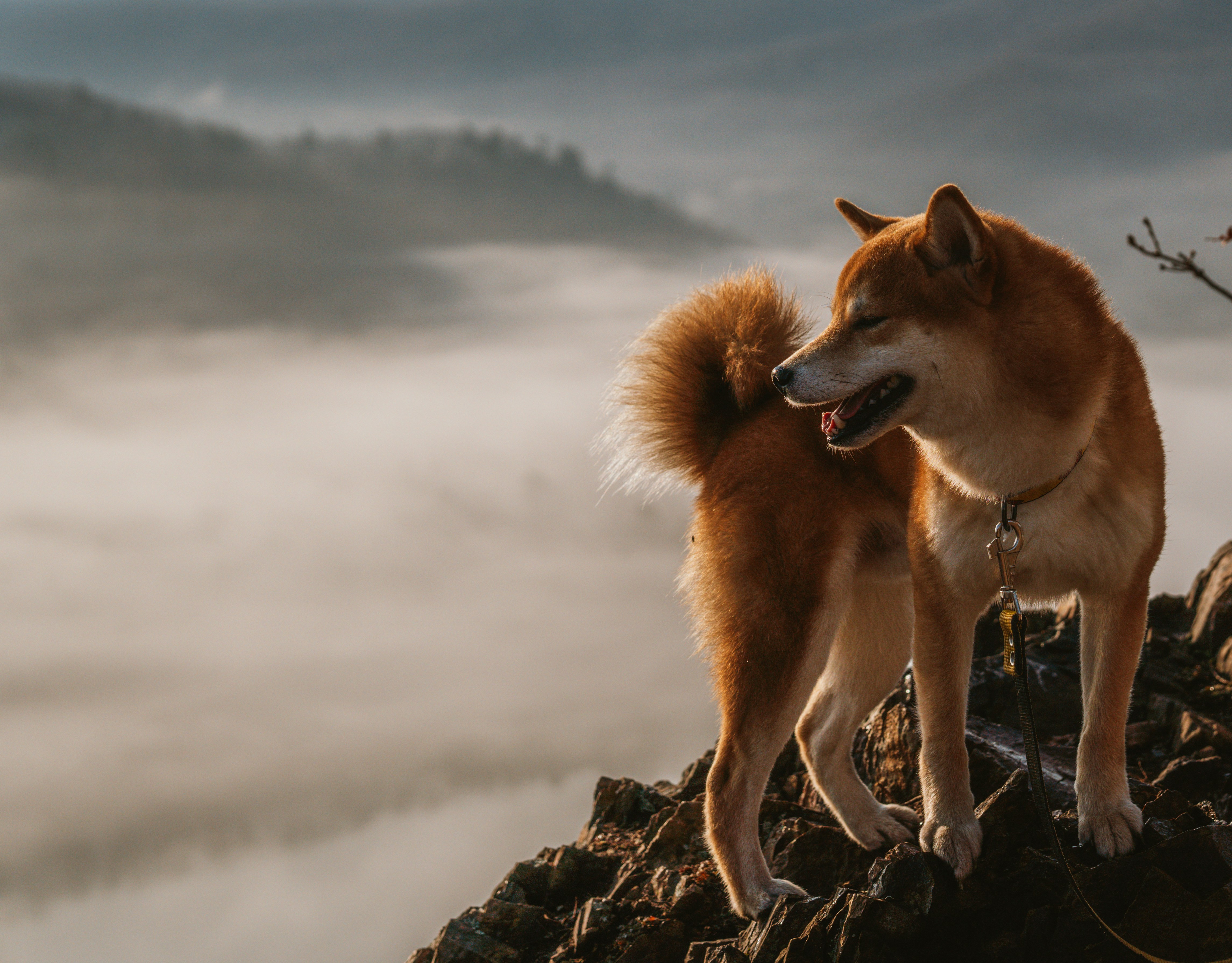 Shiba Inu standing on rocky terrain, gazing into the misty landscape below. The soft morning light highlights its fur against a backdrop of fog-covered hills.