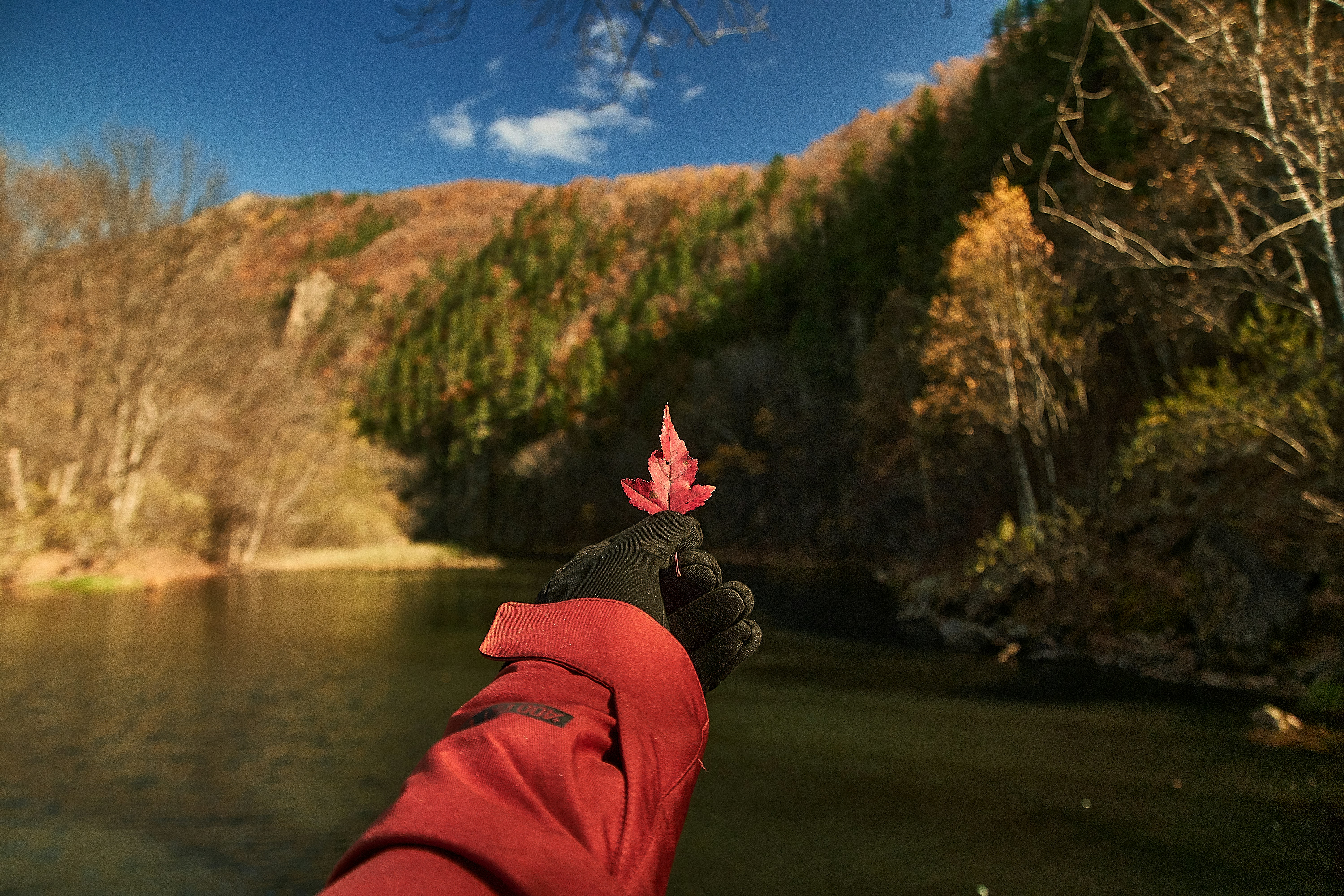 Crimson Leaf, Quiet River: A Hand-Held Fall Moment