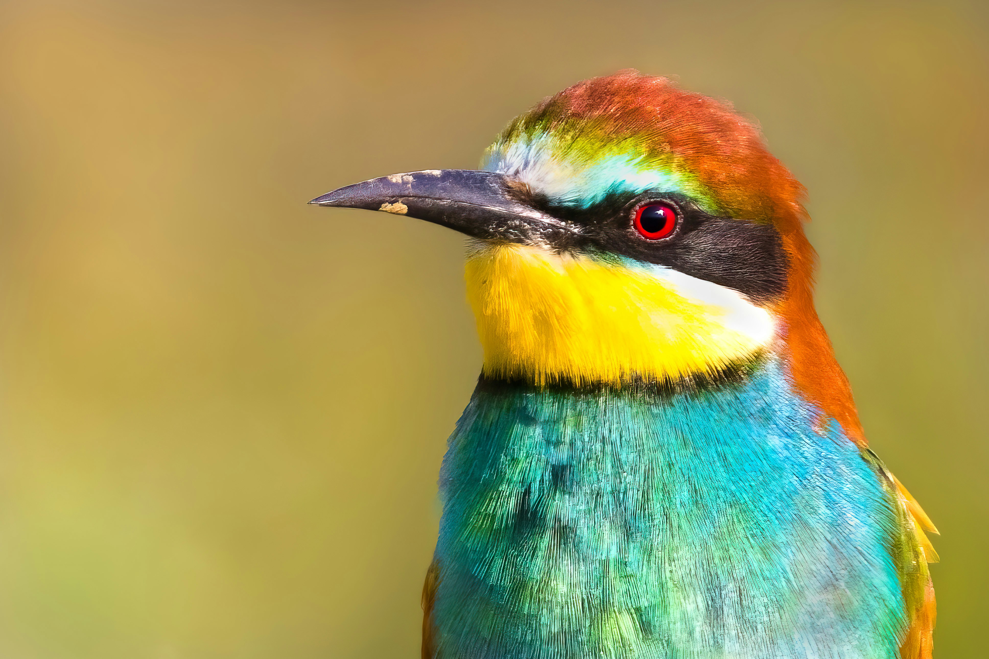 Emerald Crest and Scarlet Eye: a close-up portrait of a bee-eater