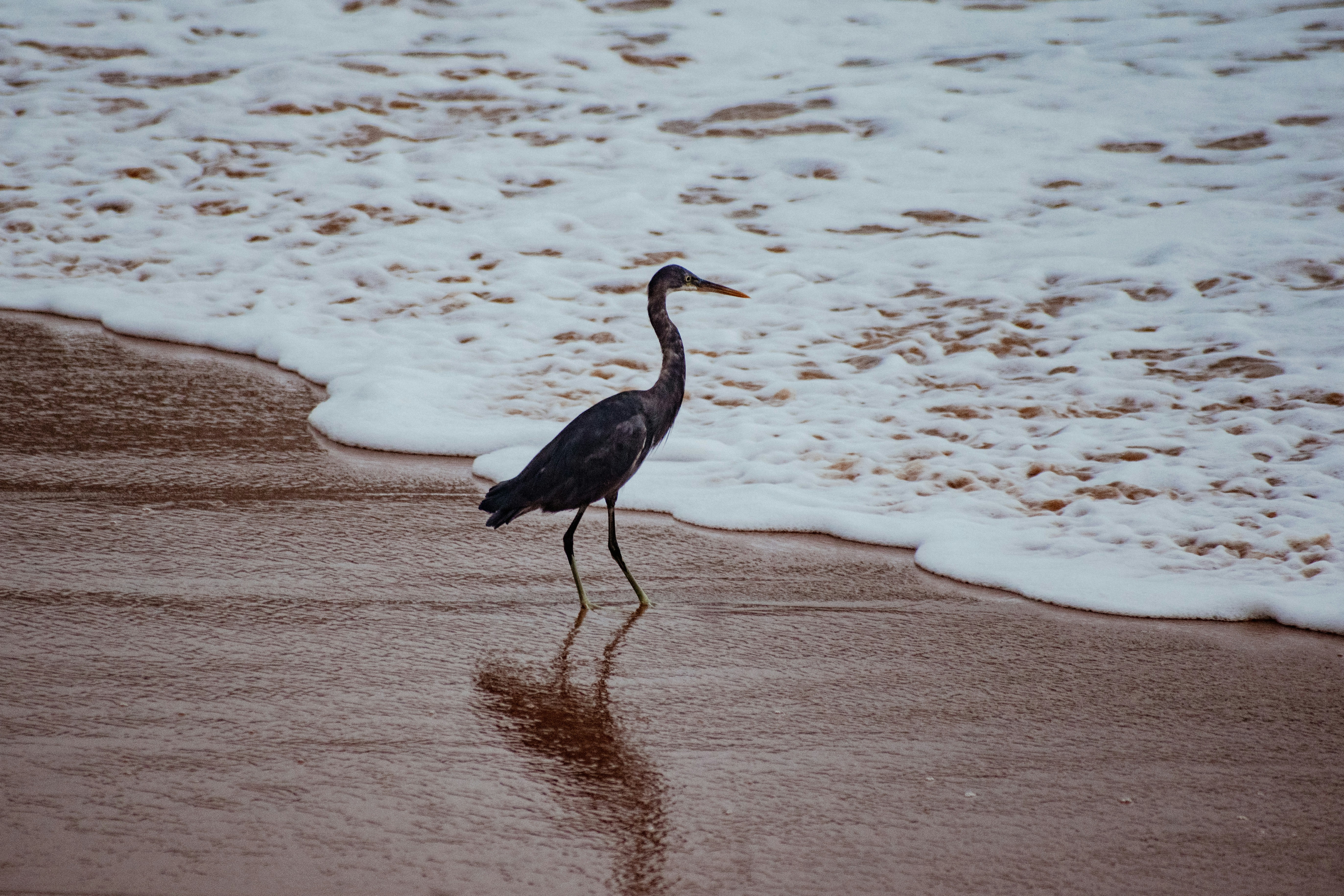 A bird is standing on the beach near the water photo – Free Birds Image ...
