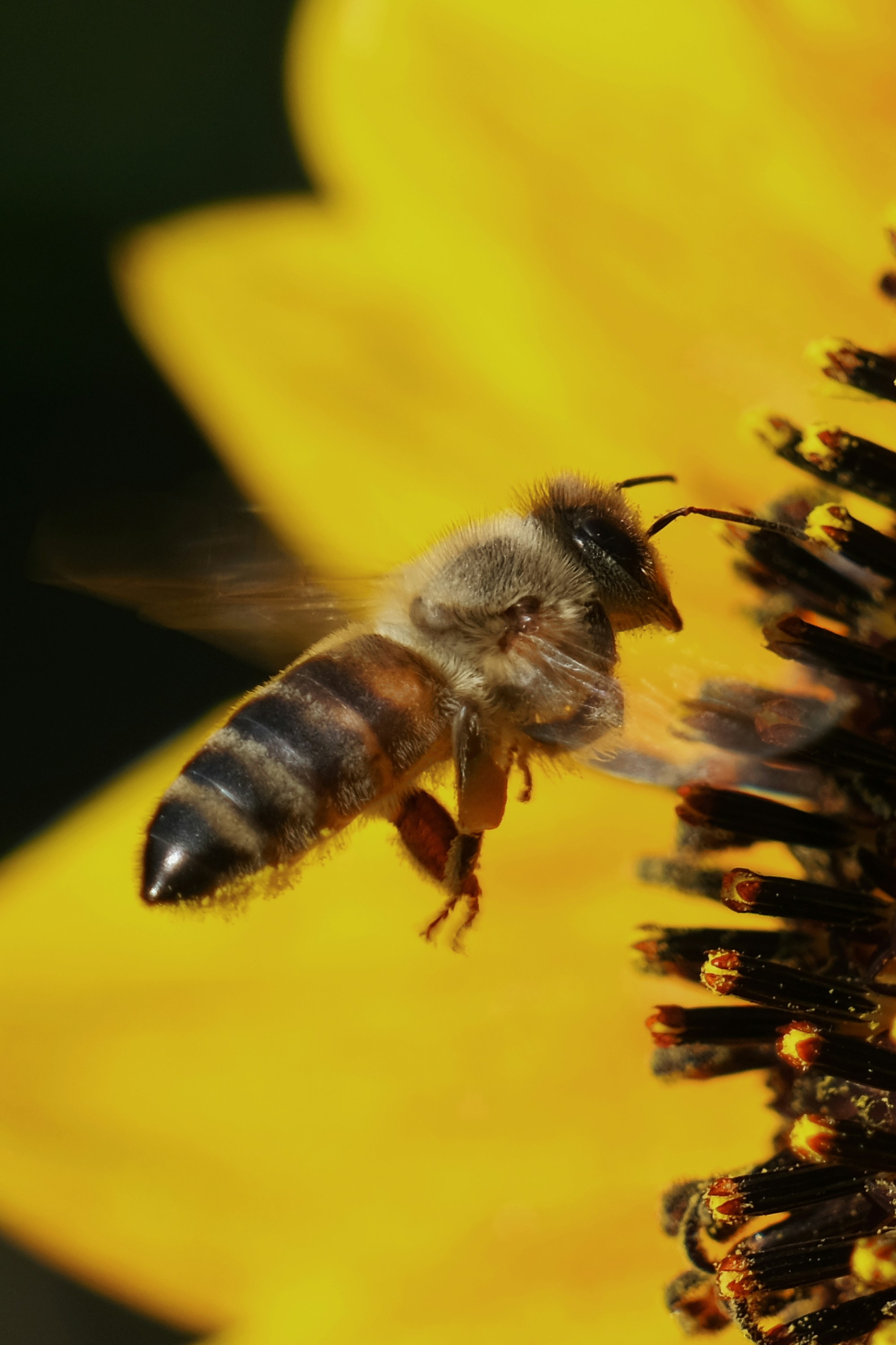 Nectar at the Edge: A Honeybee in a Sunlit Sunflower Macro