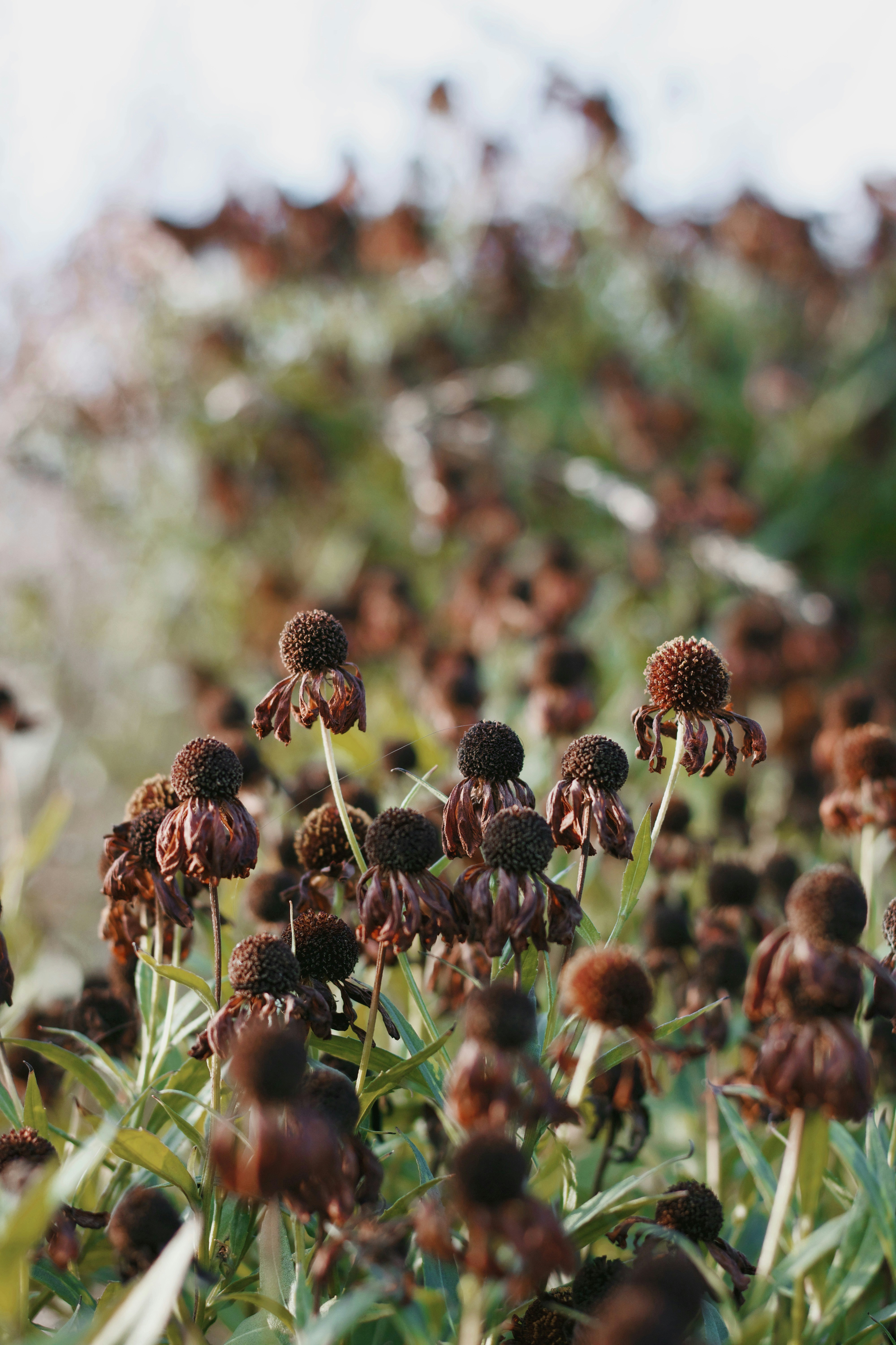 Withered Coneflowers Stand Guard Over a Quiet Garden