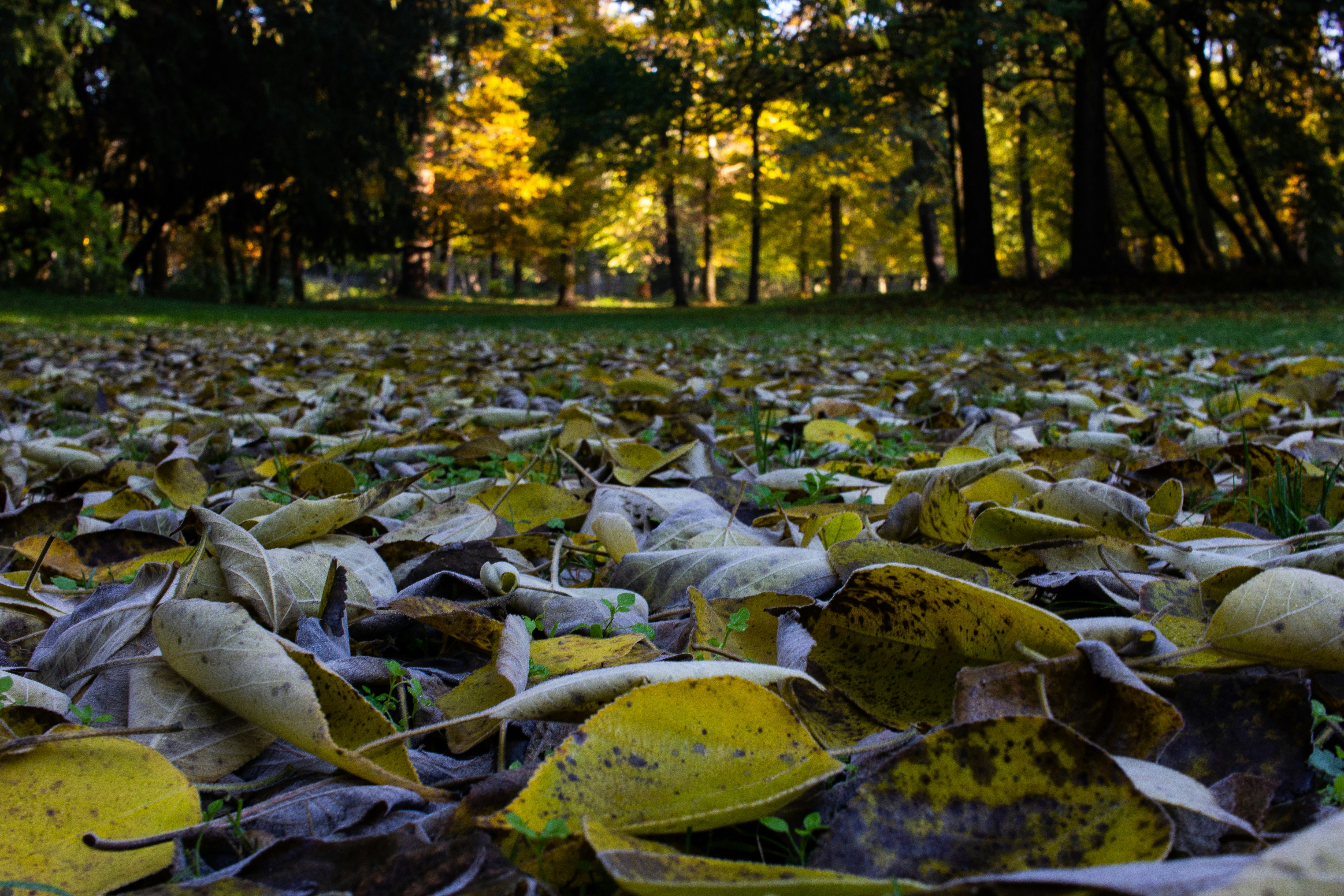 Fallen yellow and brown leaves covering the ground in a forest with sunlight filtering through the trees.