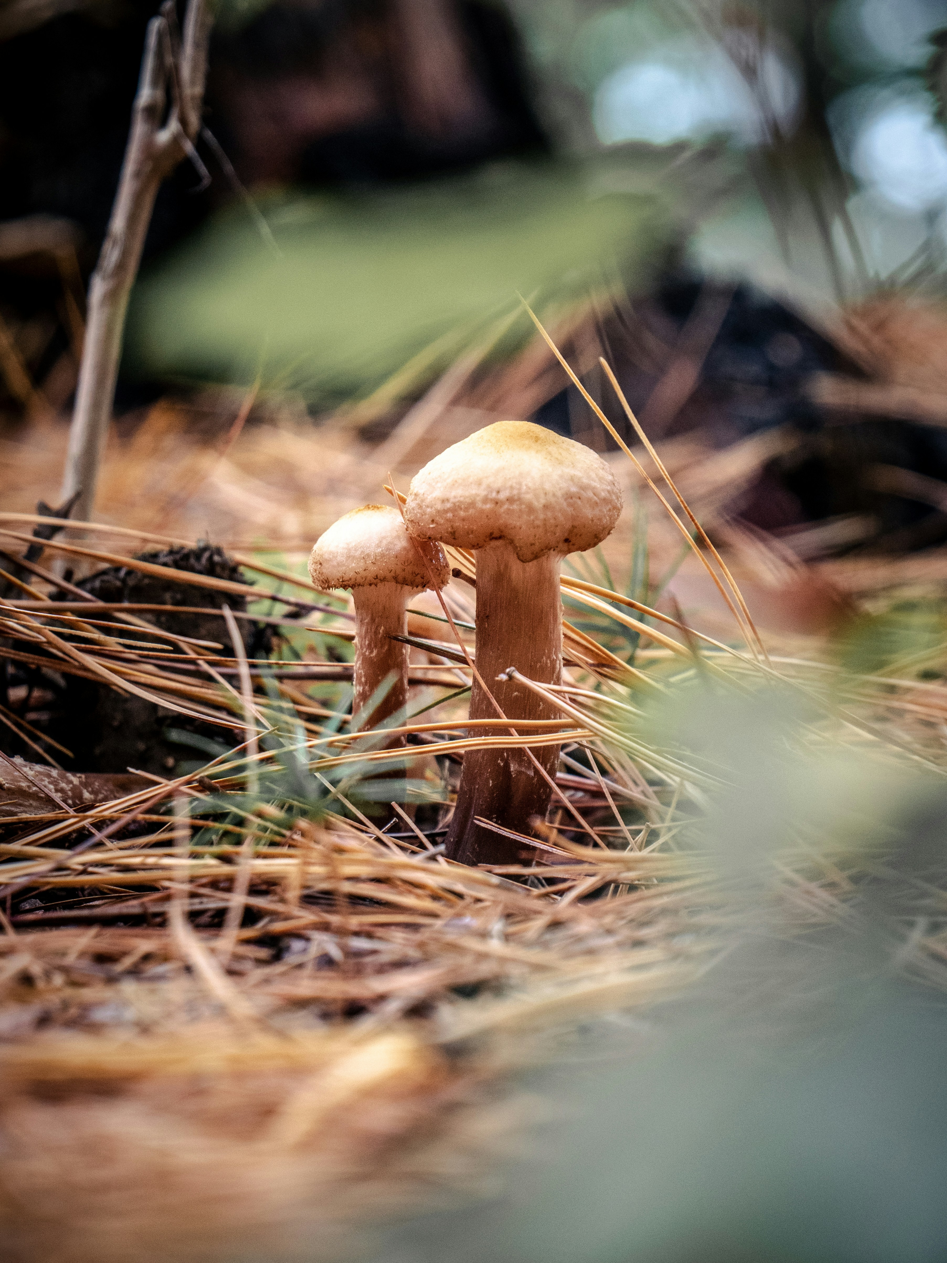 Whispers of the Forest Floor