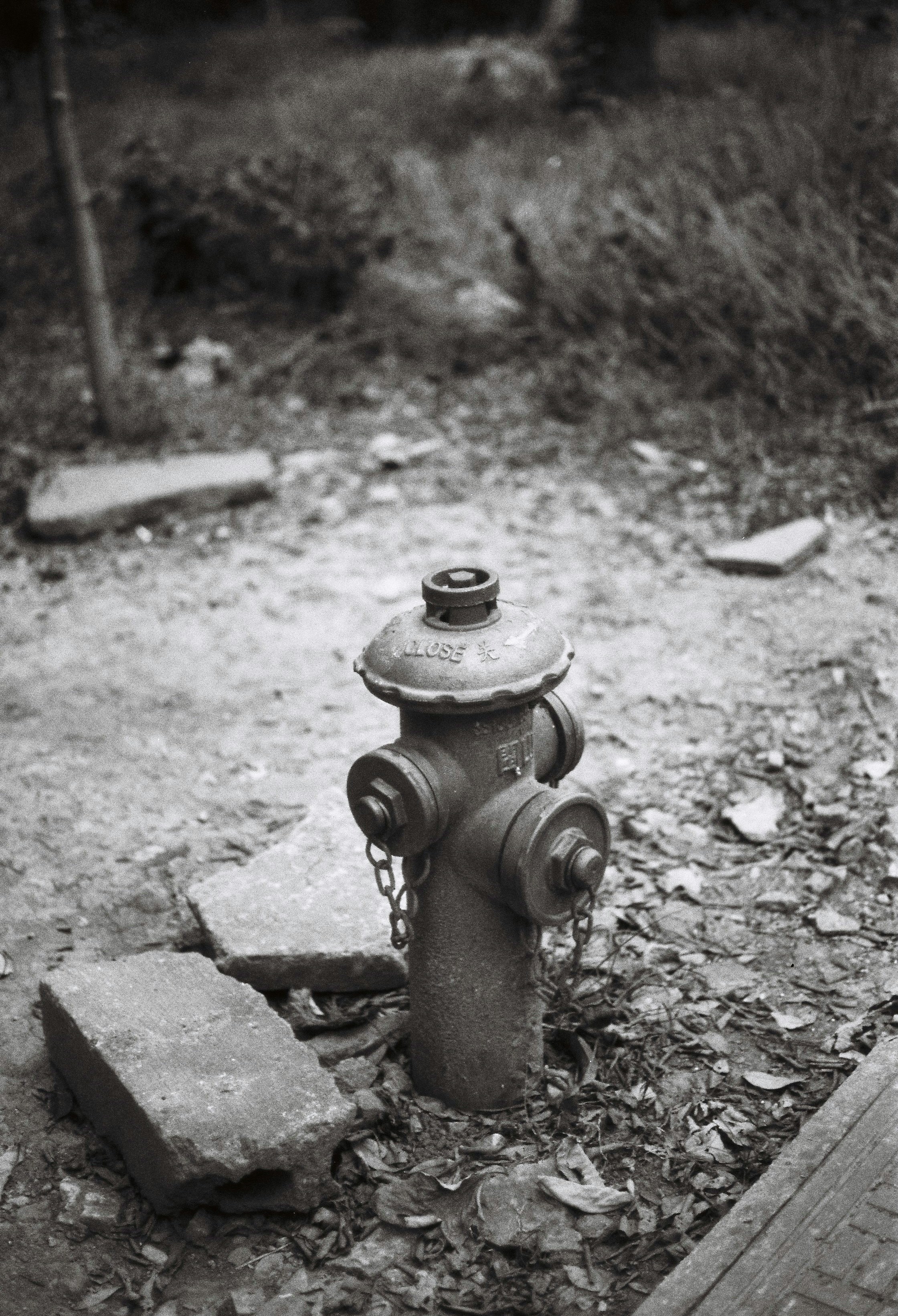 Urban relic: a lone fire hydrant anchored in a quiet park boundary