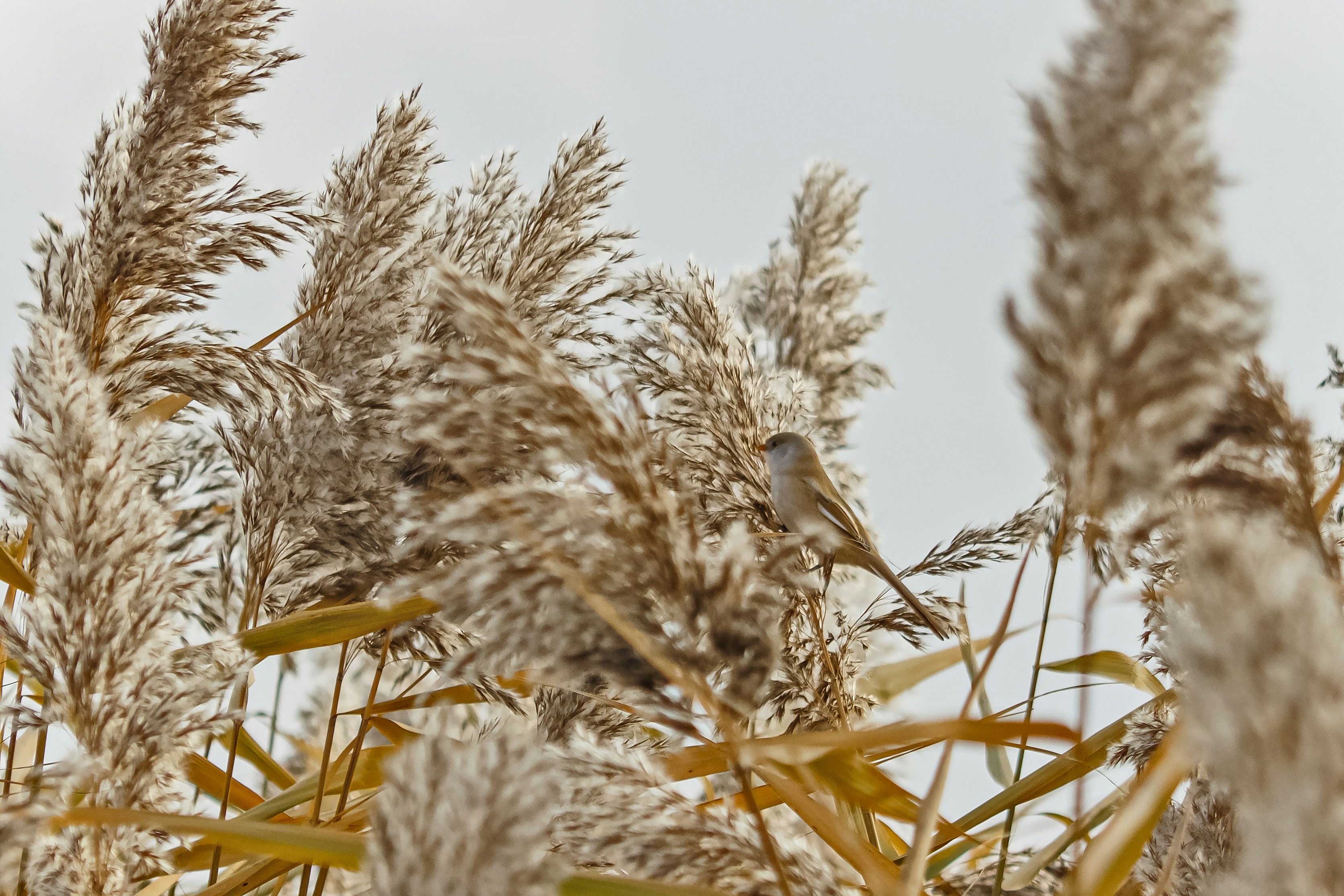 Sparrow Amid the Plumes: A Quiet Moment in Tall Grass