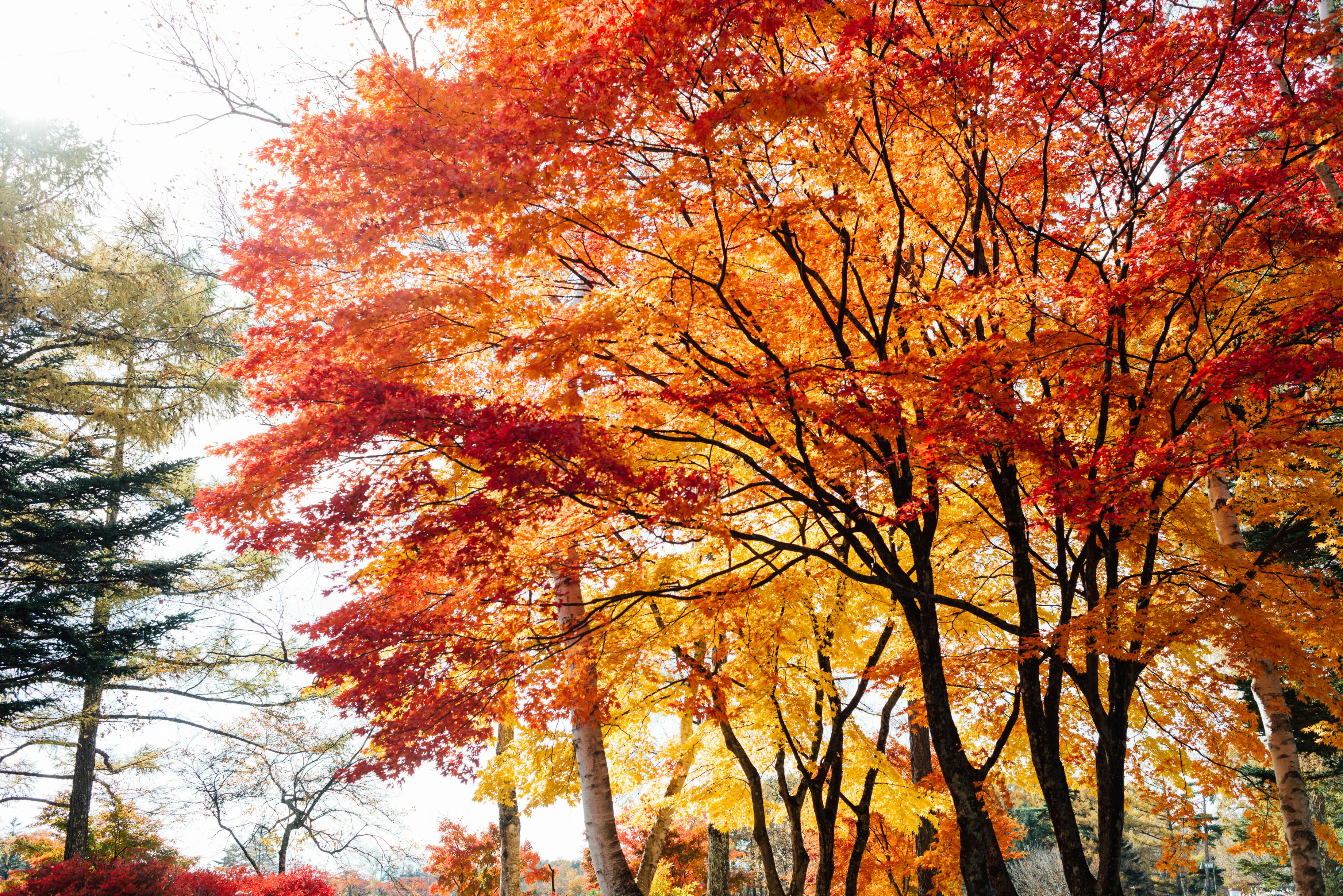 Trees with vibrant orange and yellow leaves create a colorful autumn canopy against a bright sky.