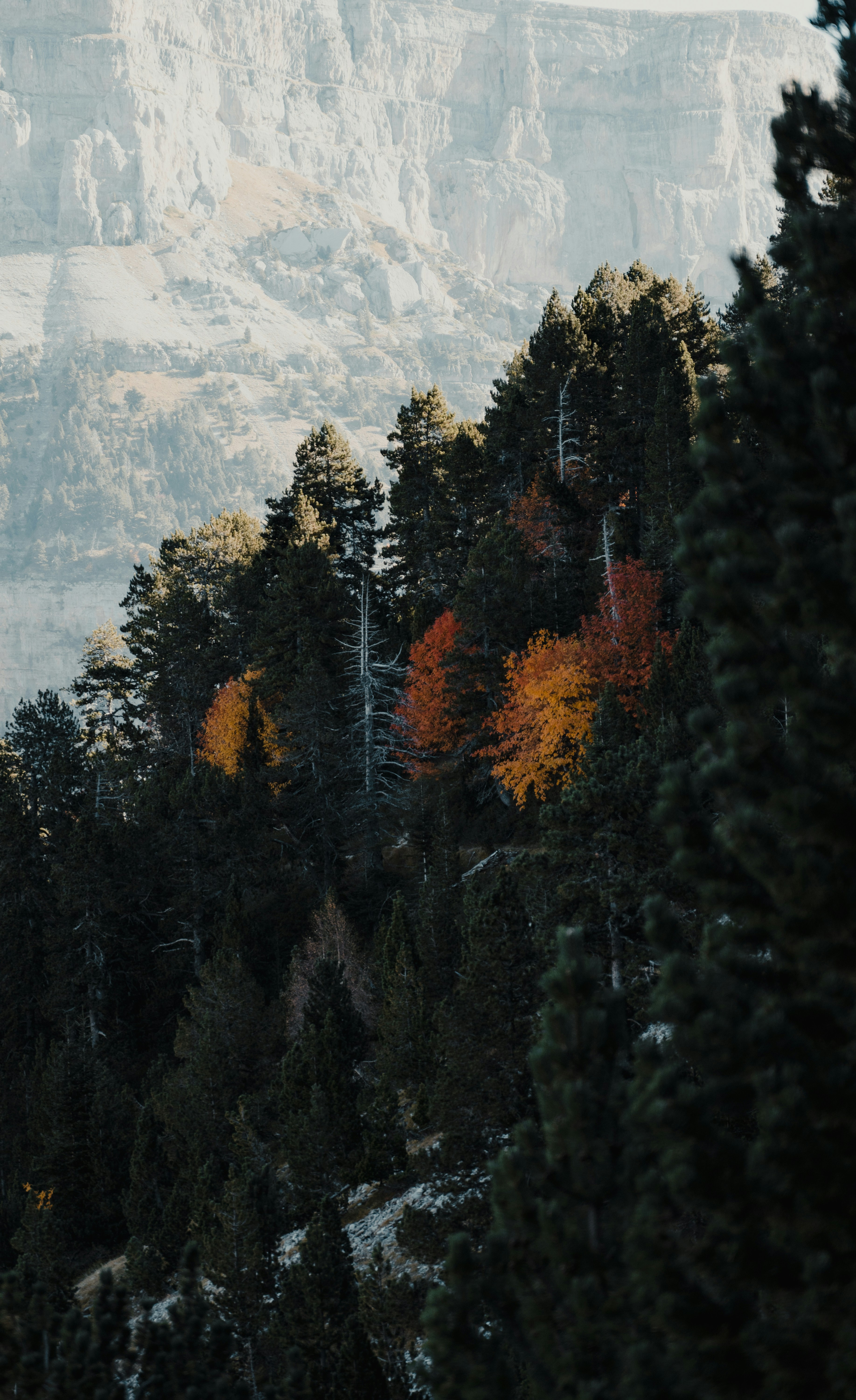 a group of trees that are standing in the snow