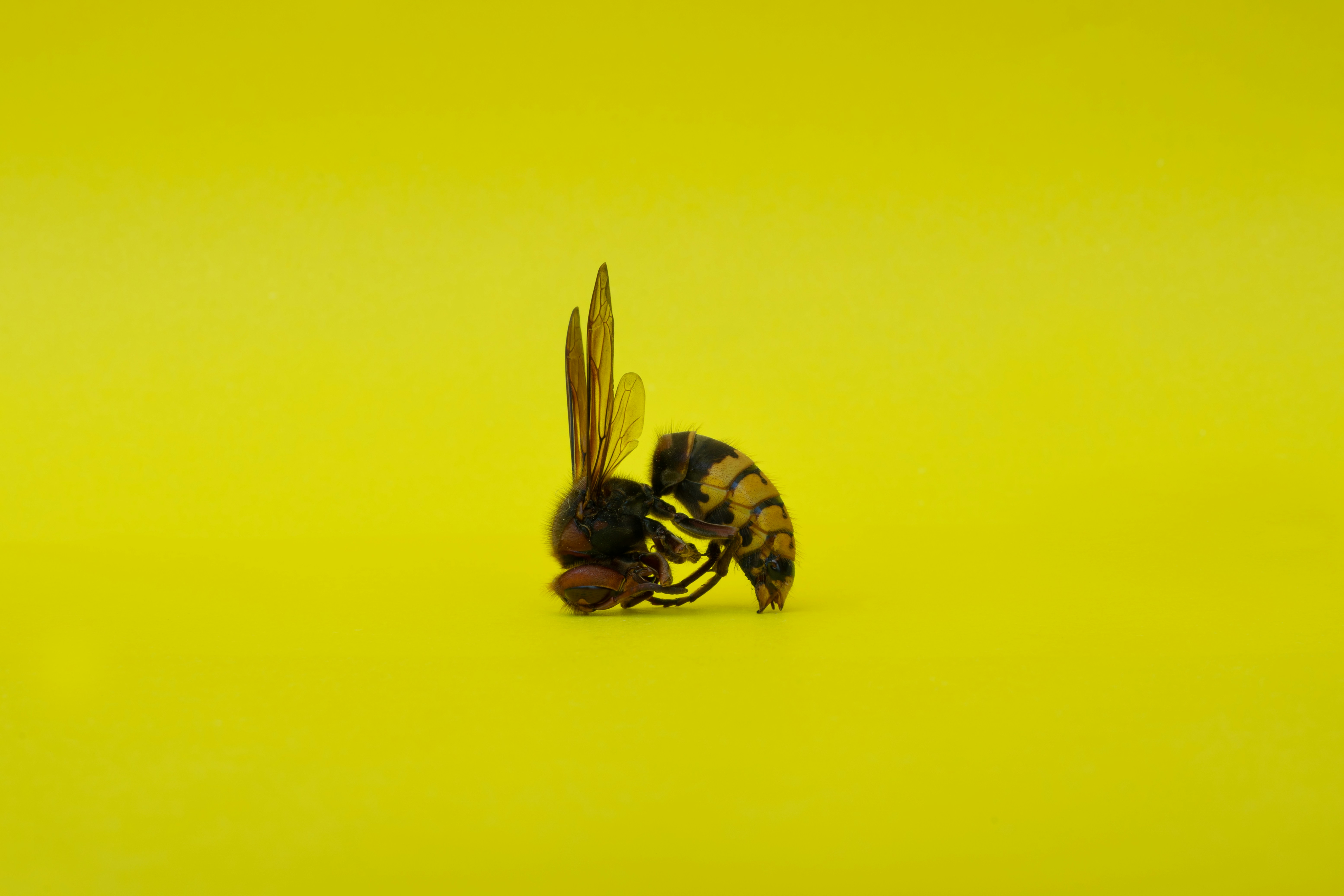Wasp on a Yellow Canvas