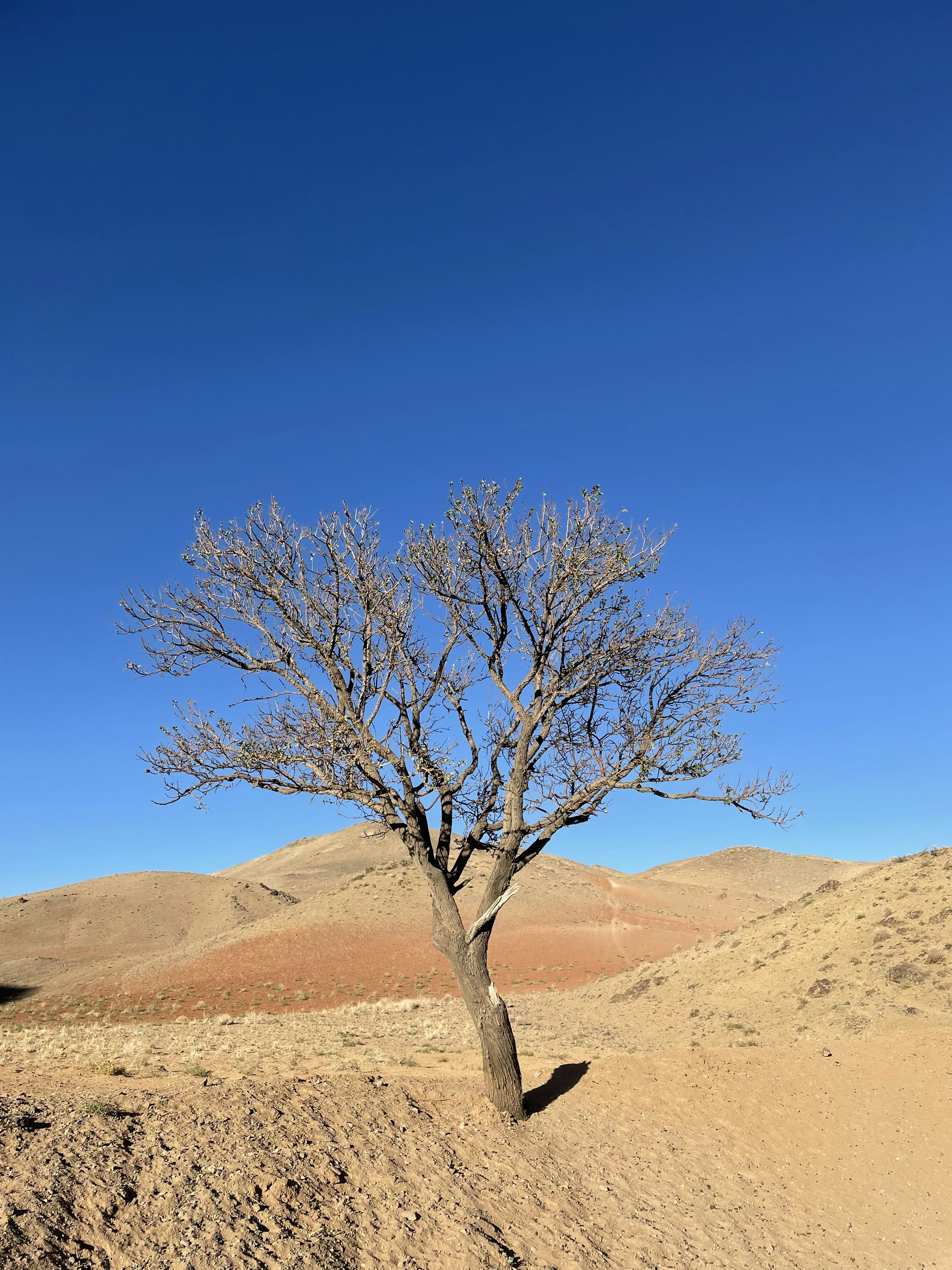 Un arbre solitaire au milieu d’un désert photo – Photo Sol Gratuite sur ...