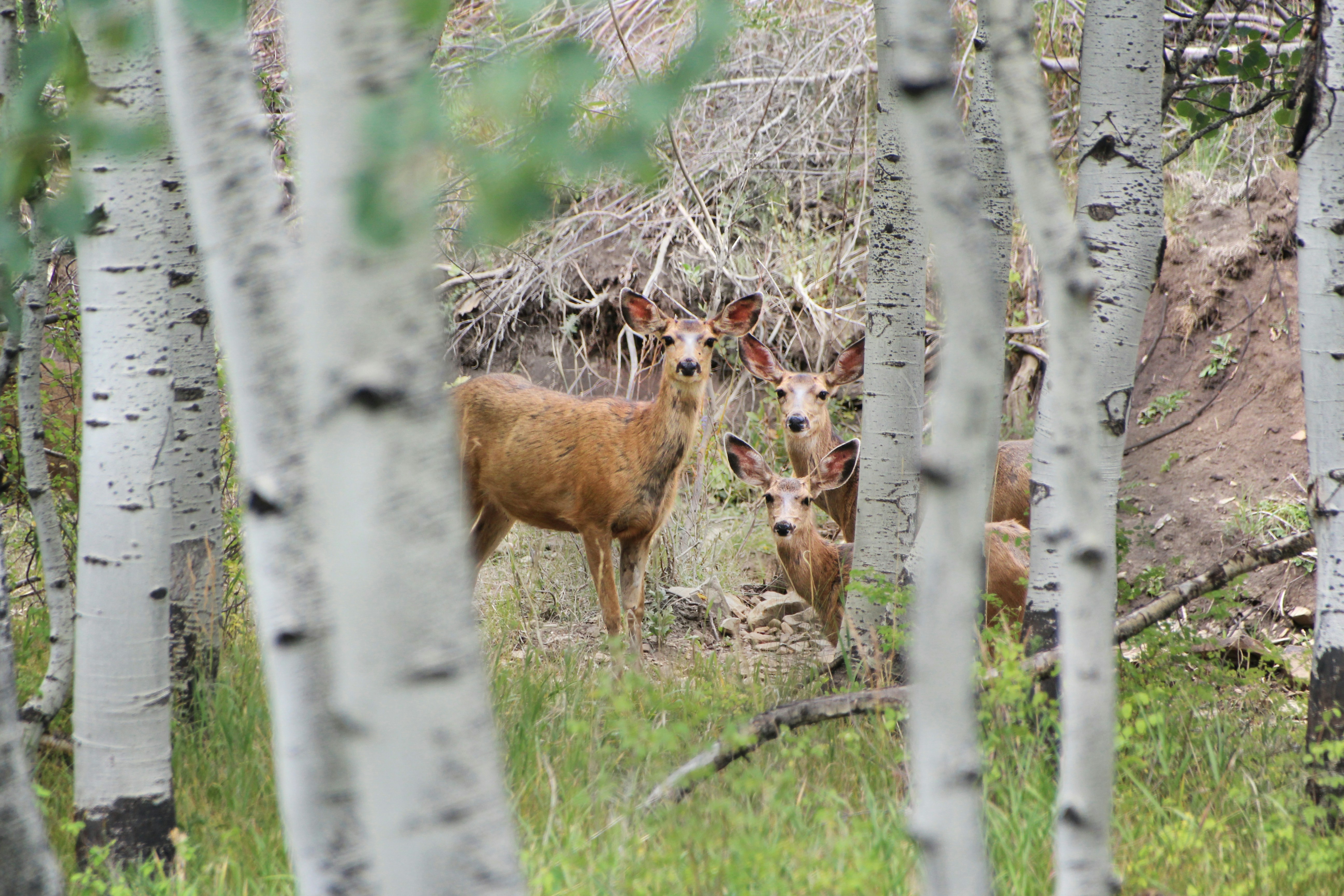 Three deer stand alert among slender aspen trees in a lush forest setting.
