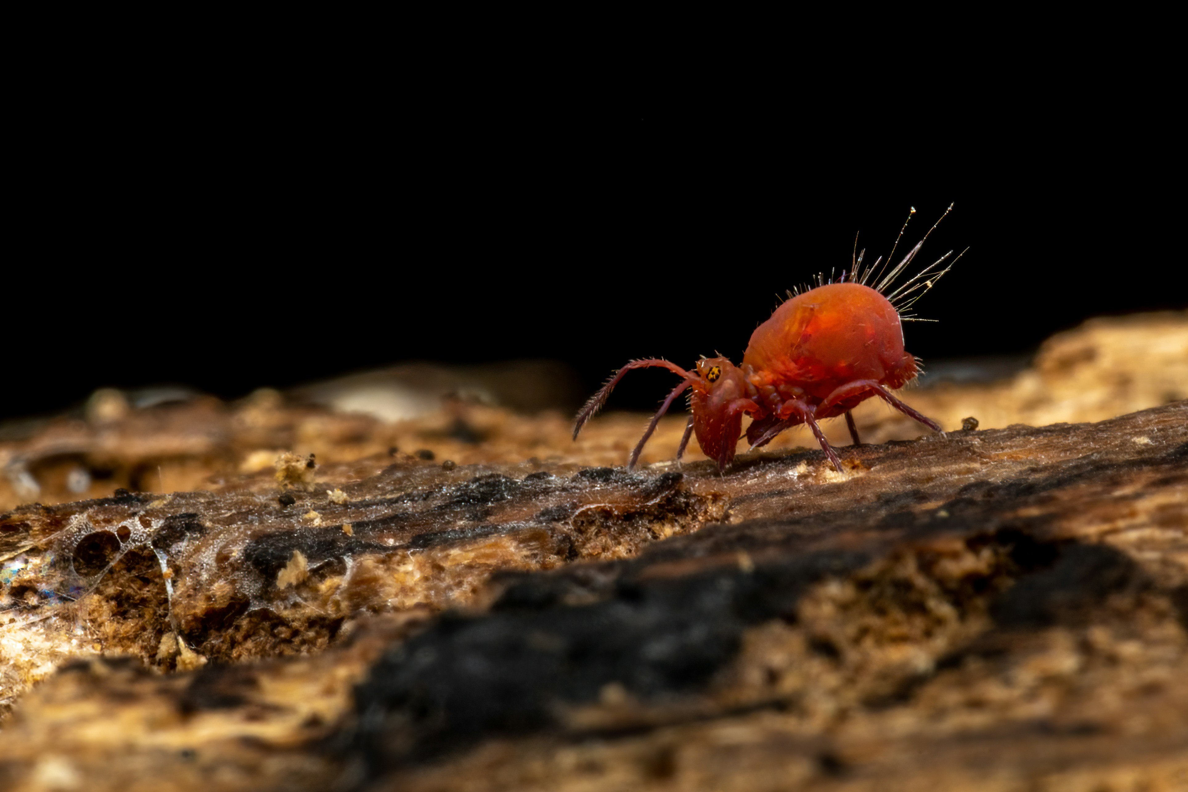 A close up of a red insect on a rock photo – Free Slovakia Image on ...