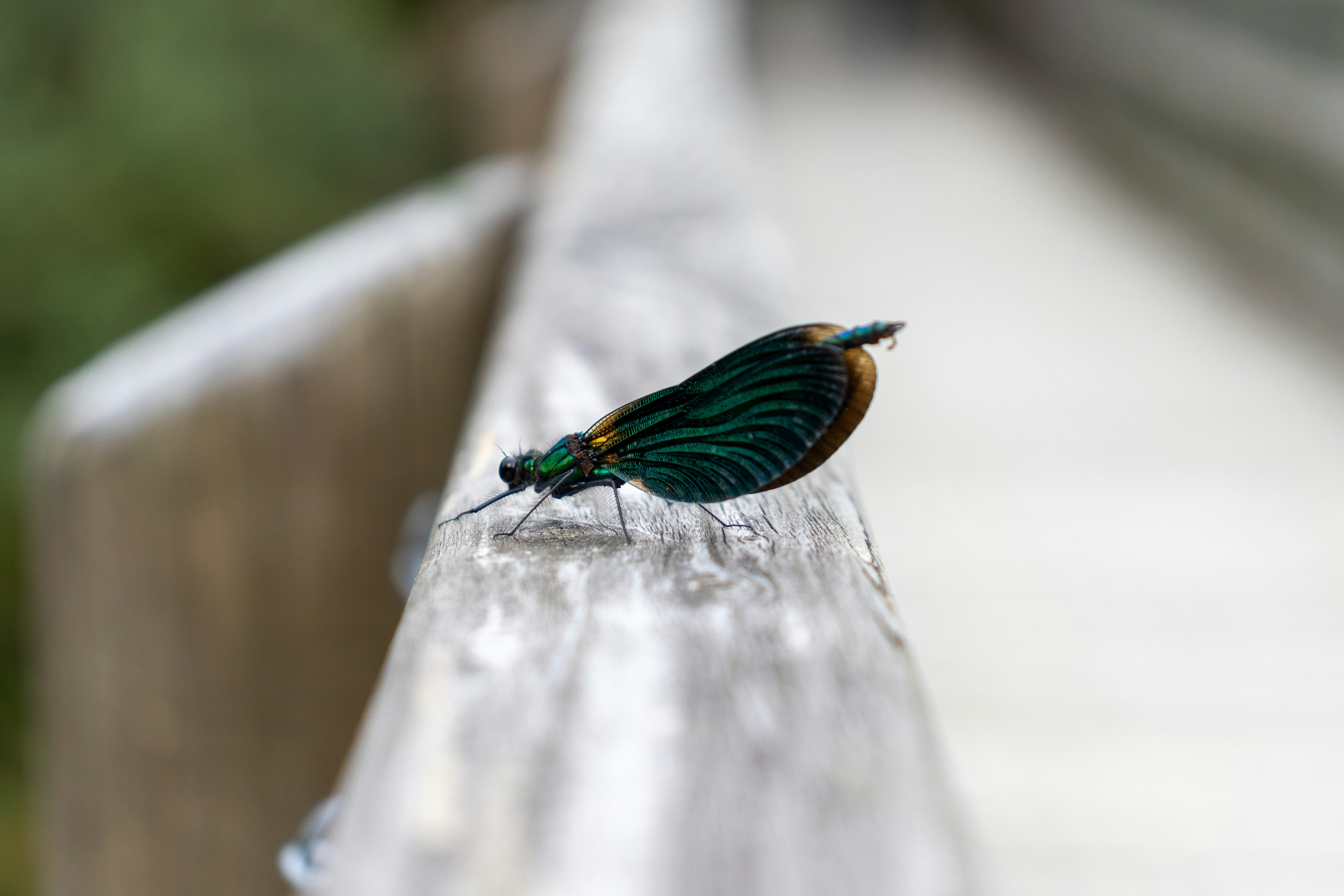 a green and brown insect sitting on top of a wooden bench