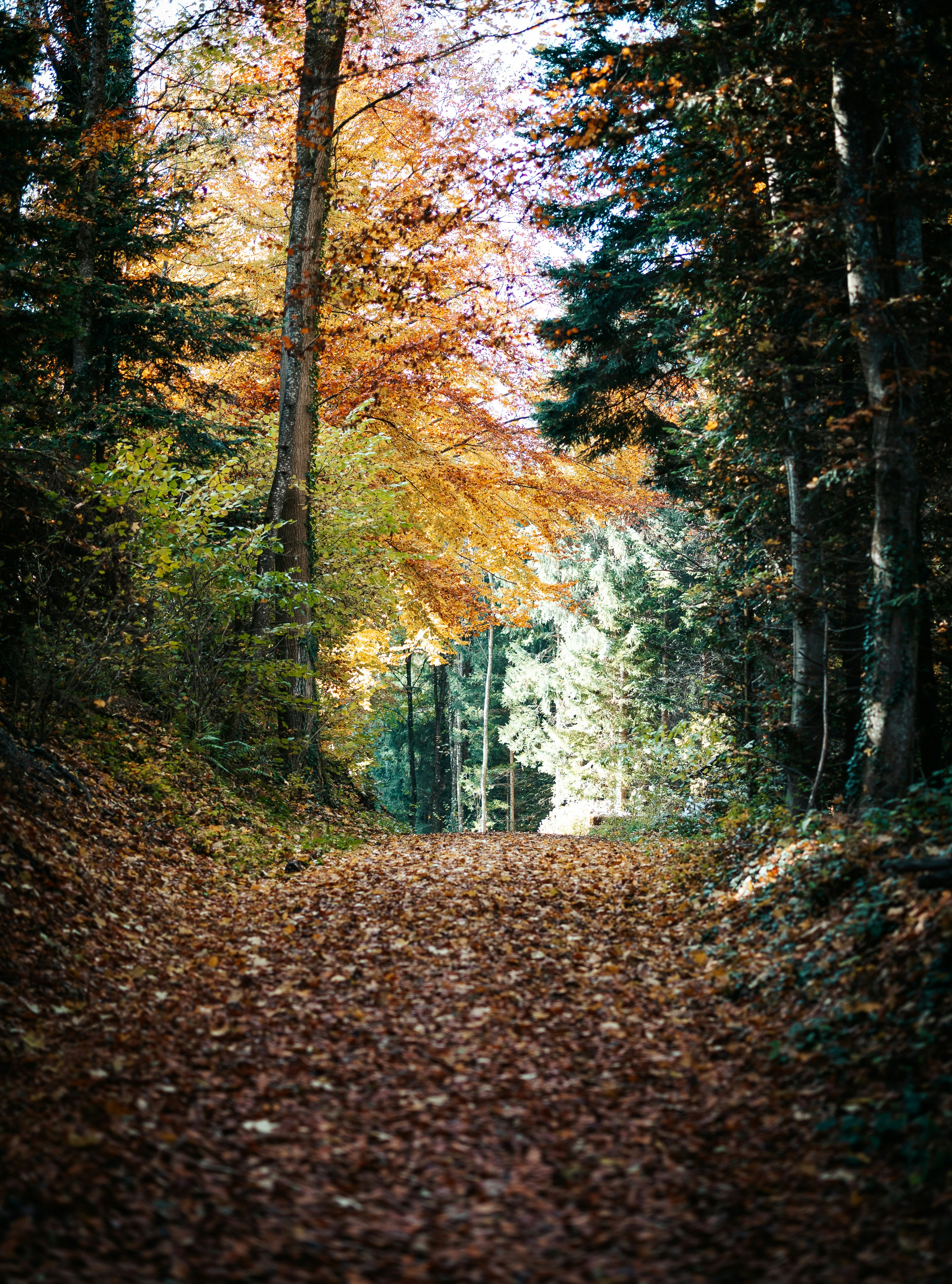 A tranquil forest path blanketed in vibrant autumn leaves, flanked by trees showcasing their fall colors.