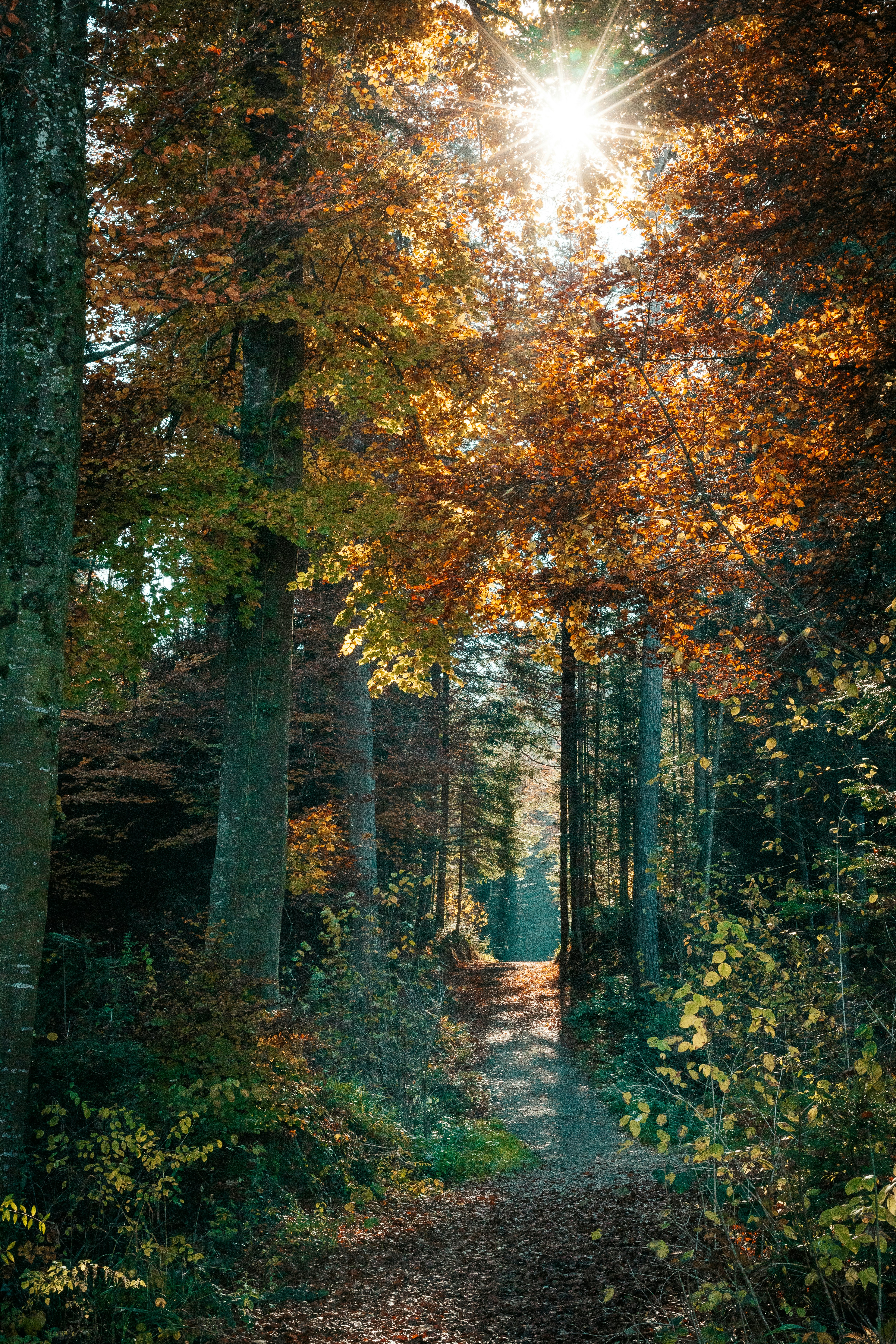 Sunlight filters through a vibrant autumn canopy, illuminating a serene path winding through the forest. The scene captures the essence of seasonal change.
