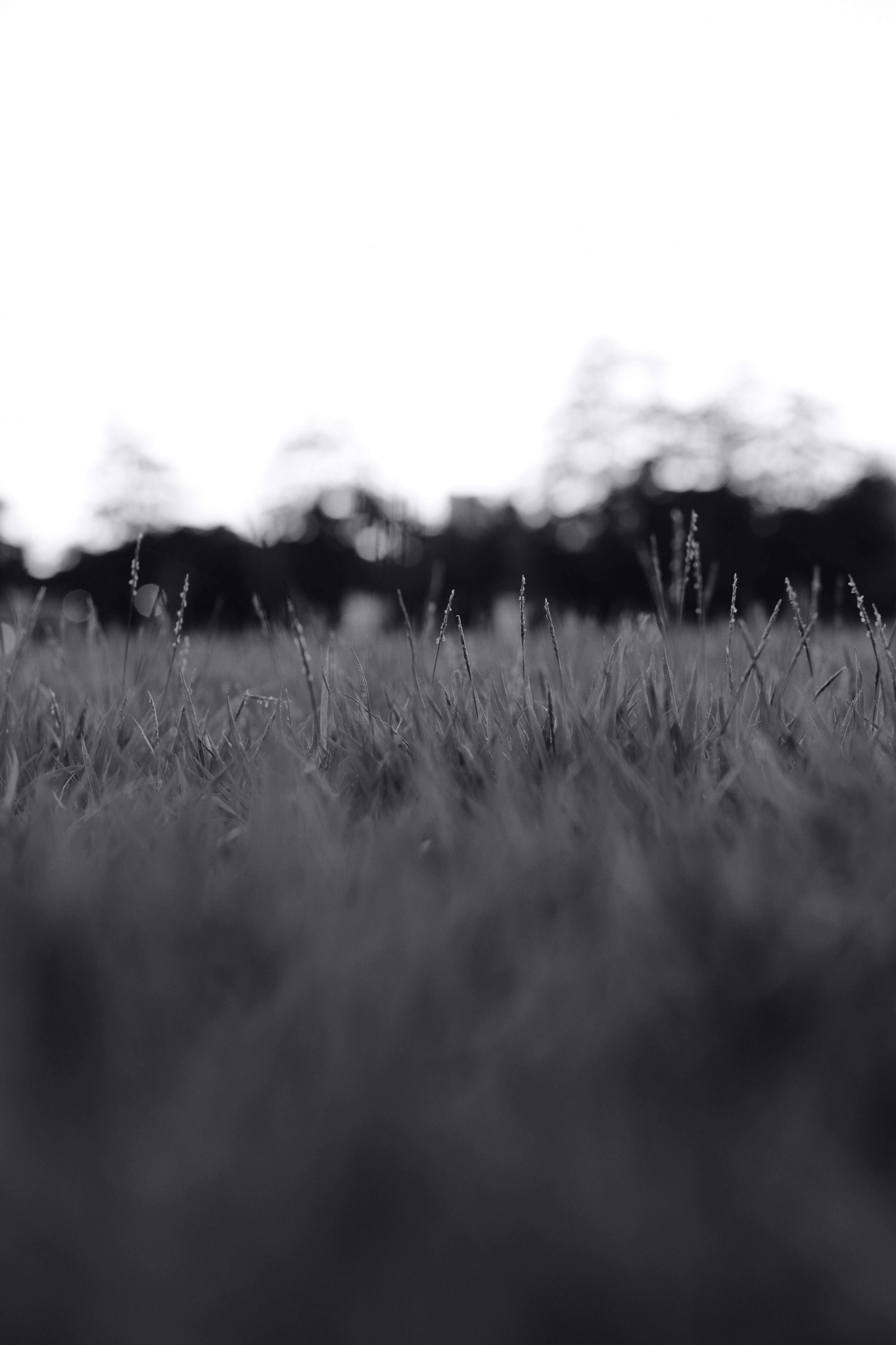 Close-up view of dewy grass blades in monochrome, creating a serene atmosphere. The background hints at distant trees, adding depth to the scene.