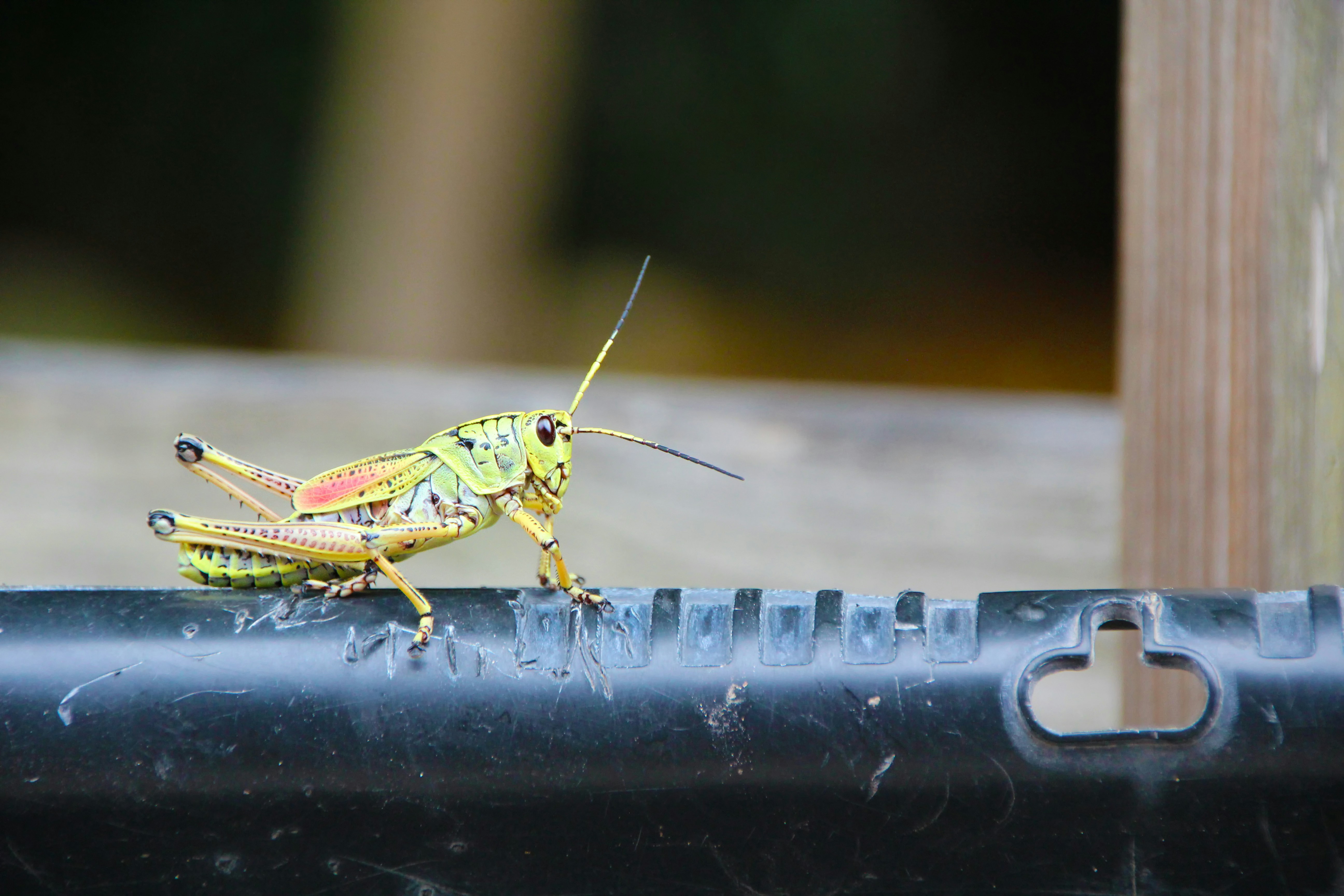 Morning Close-Up: Grasshopper Perched on a Weathered Rail