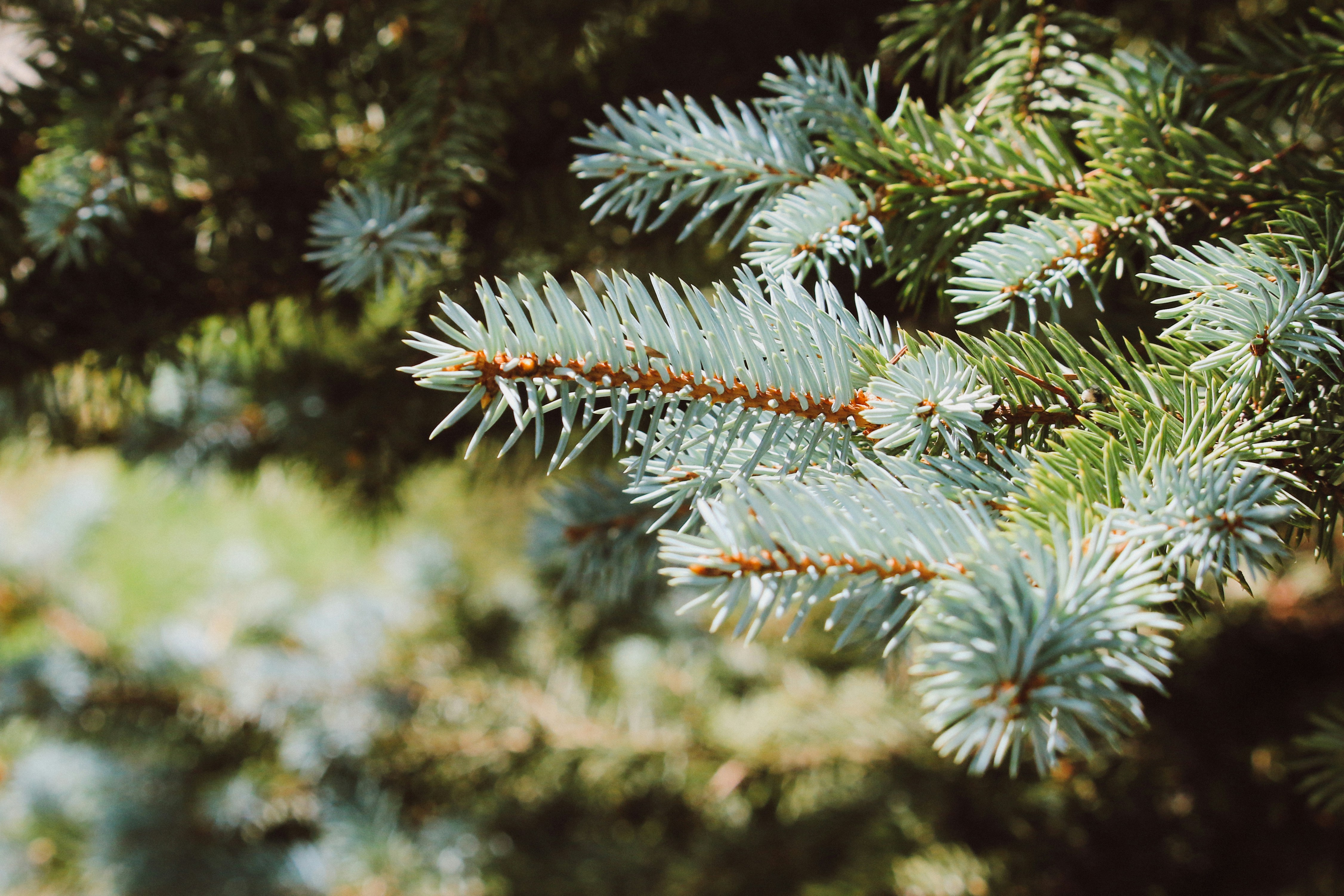 Close-up of blue spruce branches showcasing intricate needle formations and vibrant hues in natural light.