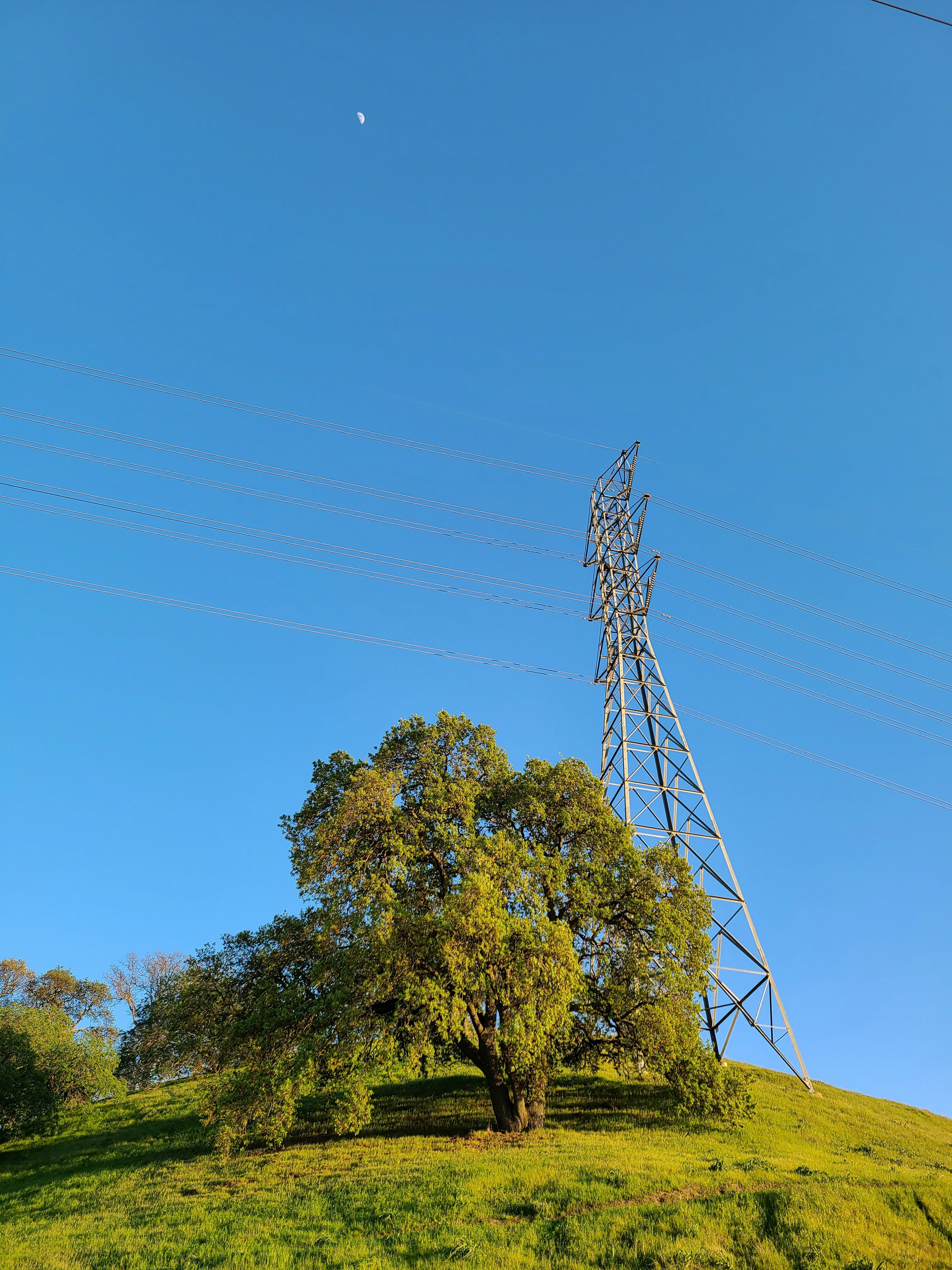 A tree on a hill with power lines above it photo – Free Sunset Image on ...