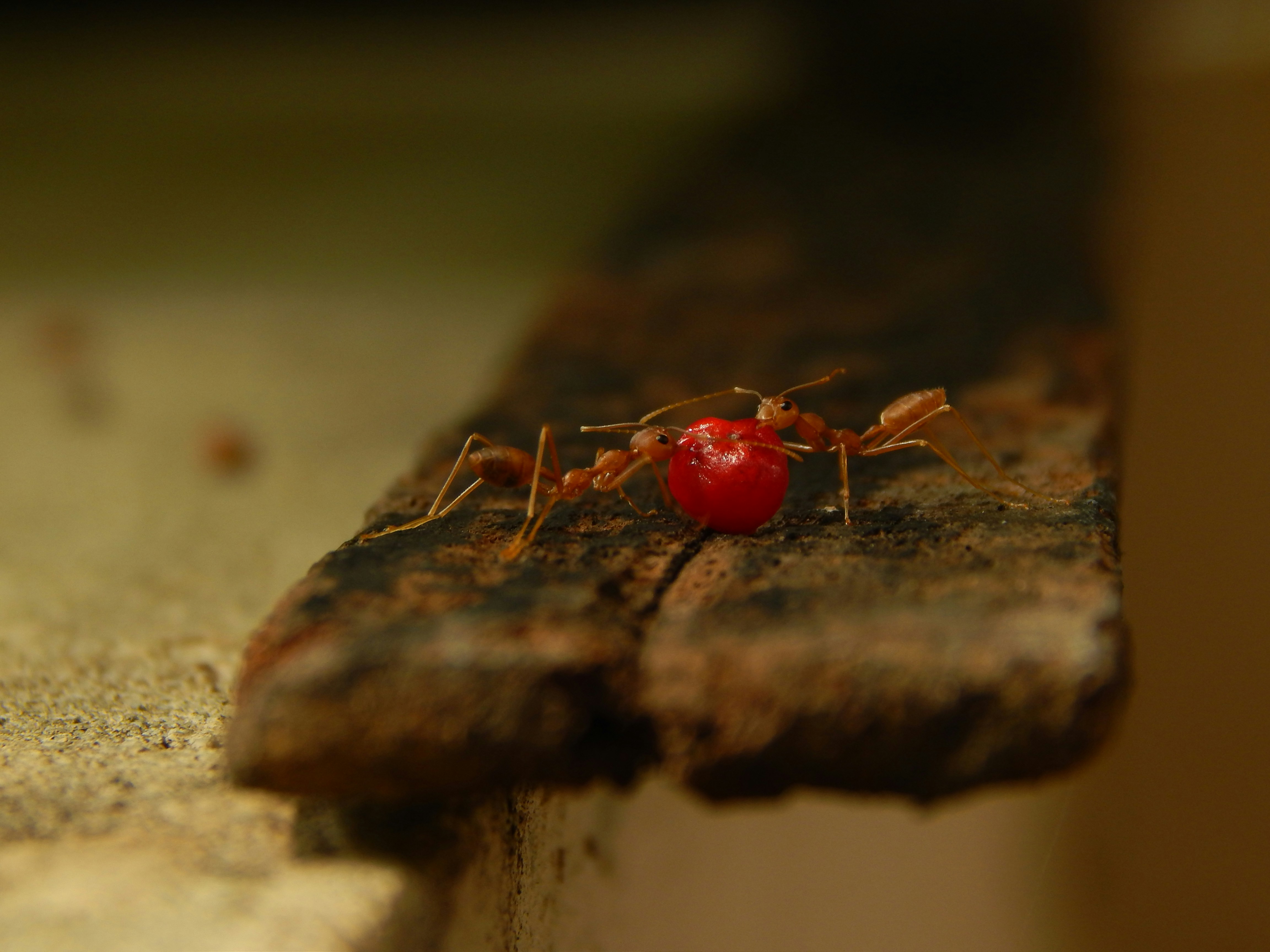 An ant with a striking red body navigates a rustic wooden surface, showcasing its intricate details against a blurred background.