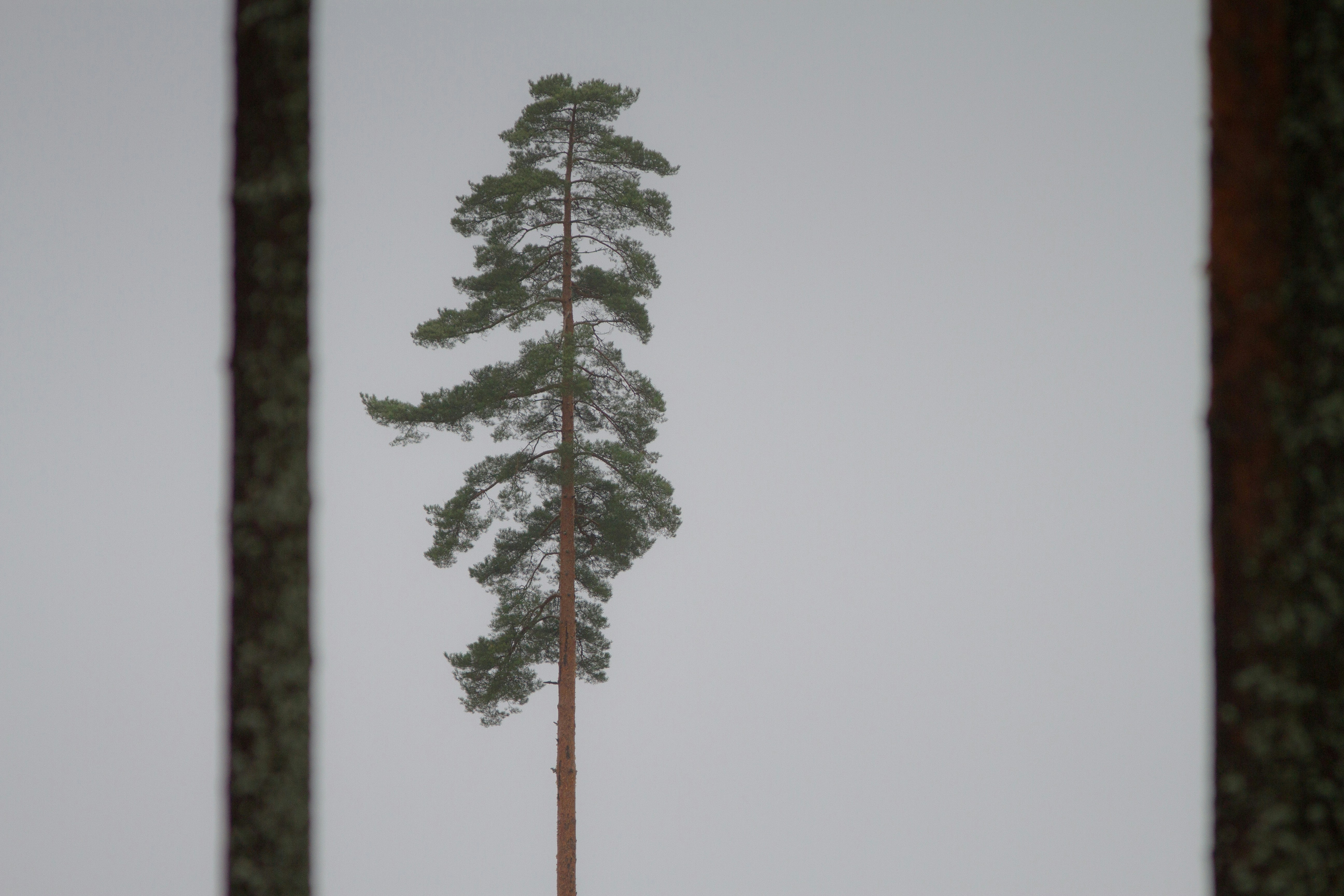 Lone Pine Silhouette Reaching for Sky