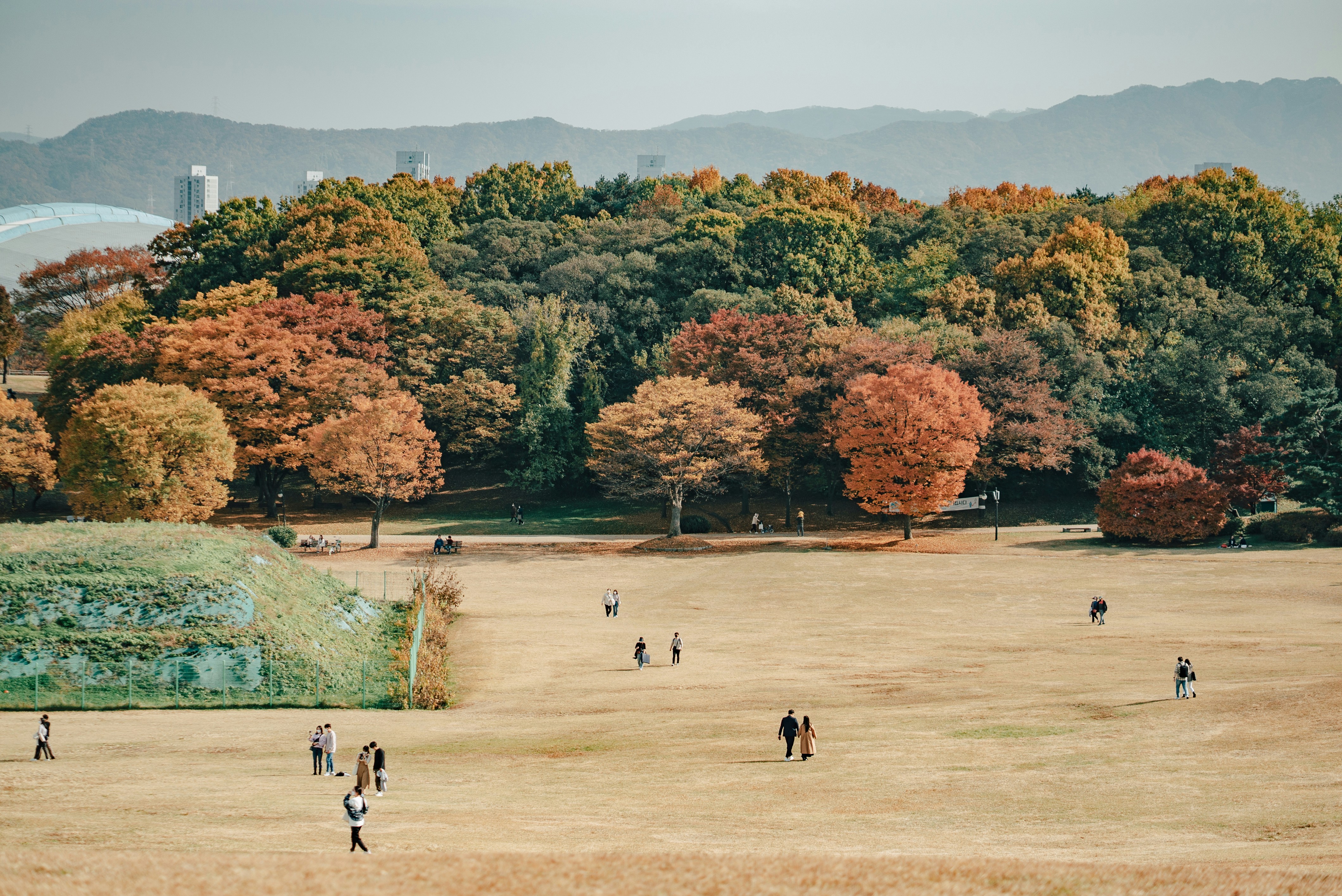Amber Canopies Over a Sunlit Park Field